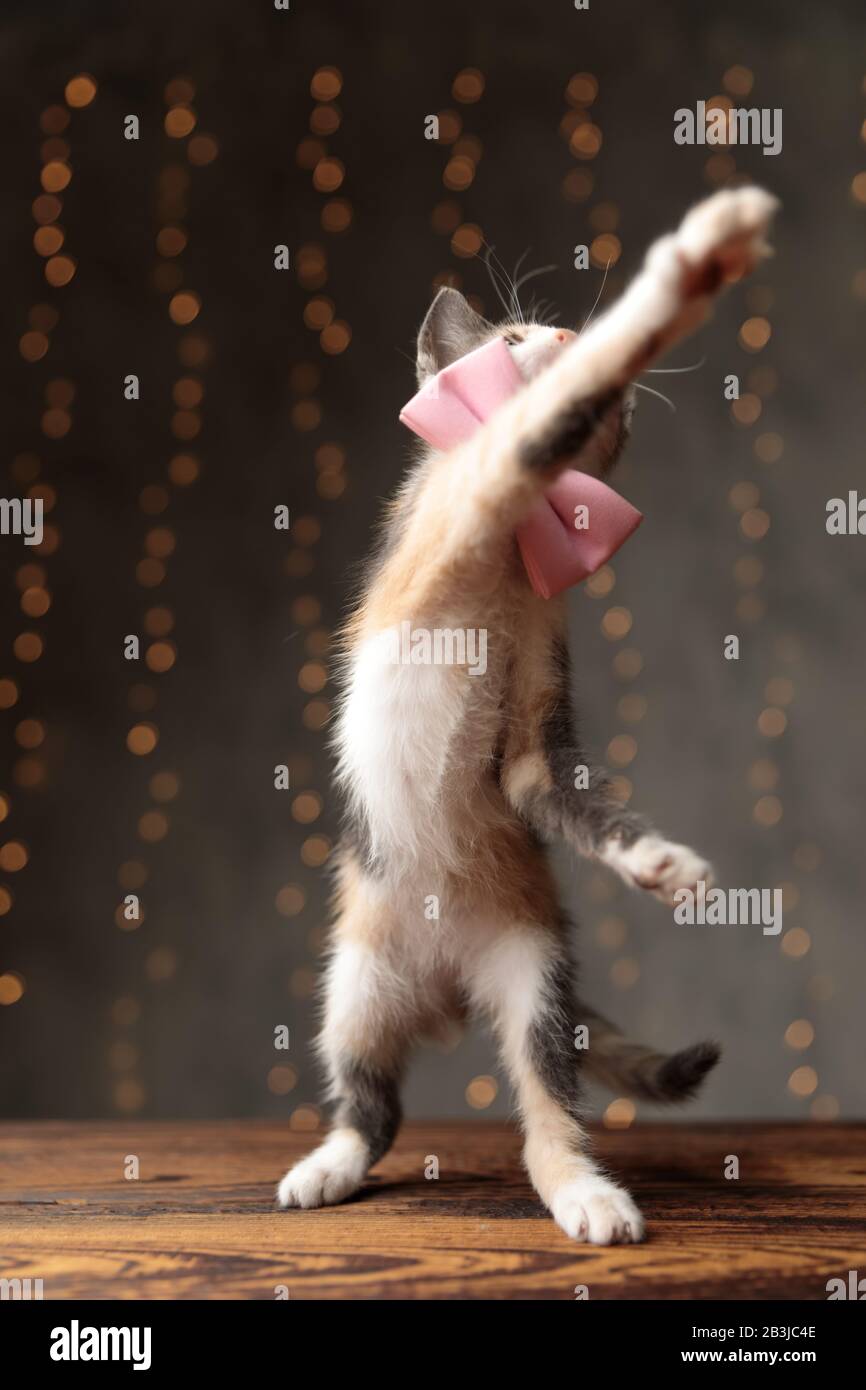 cute Metis cat with gray white fur and pink bow tie is standing on hind ...