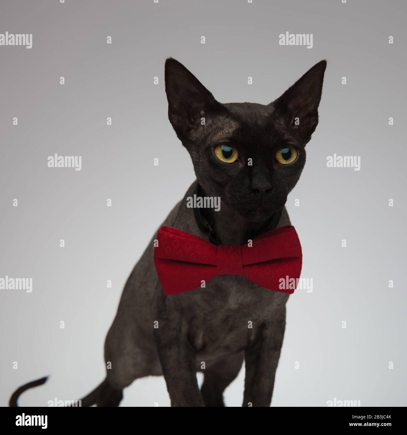 cute metis cat wearing a bow tie, getting ready to attack, looking to ...