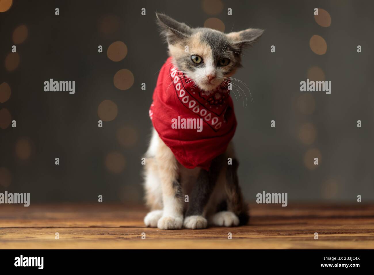 small Metis cat with gray white fur and red bandana is sitting and ...