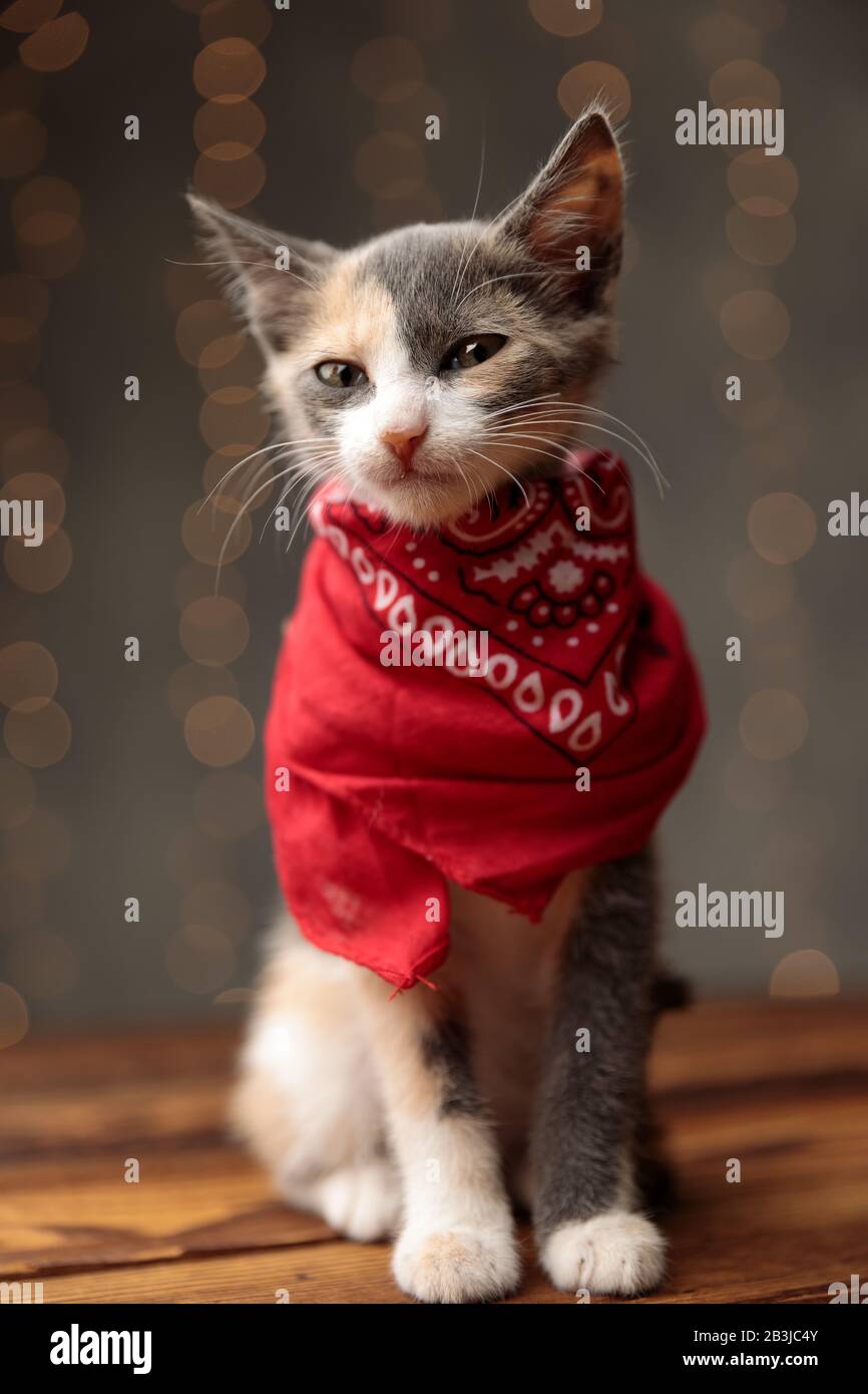 cute Metis cat with gray white fur and red bandana is sitting and ...
