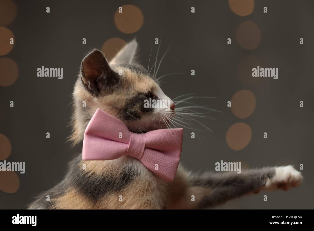 side view of a little Metis cat with gray white fur and pink bow tie ...