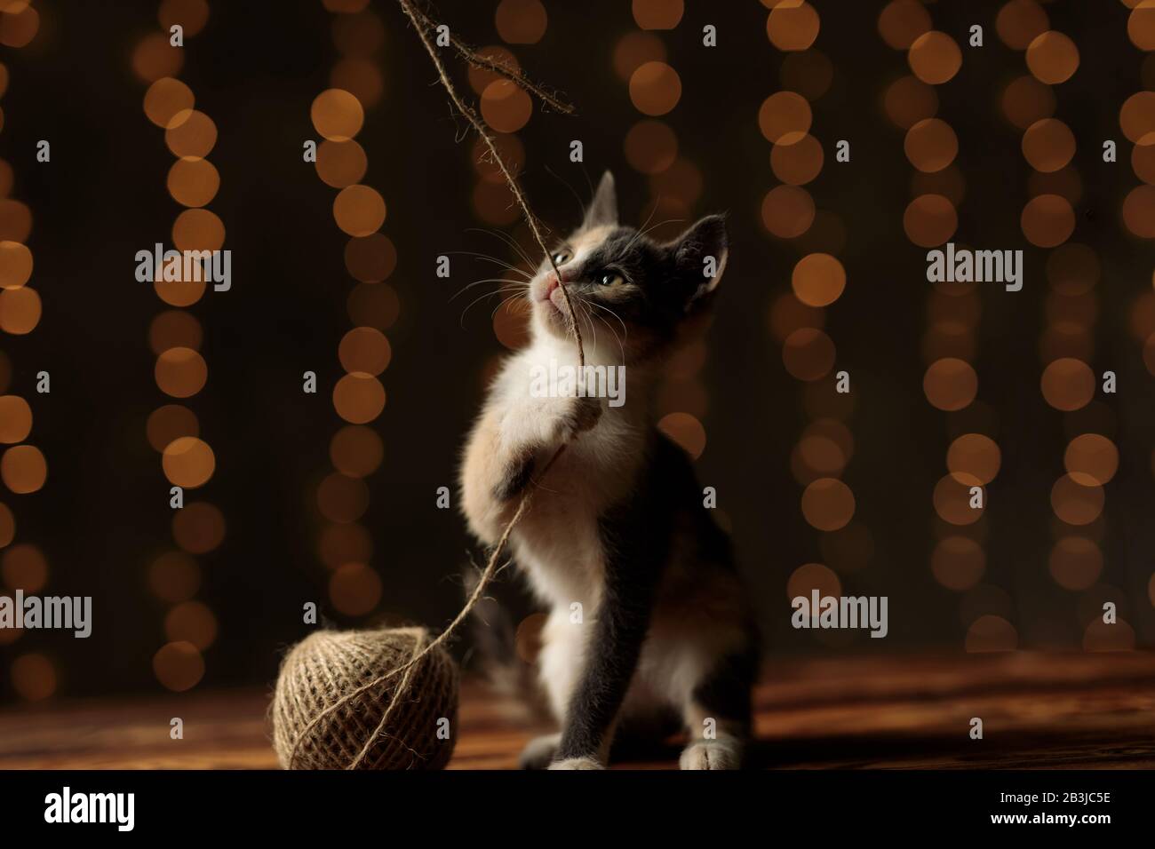beautiful Metis cat with gray white fur is sitting and pulling a ball ...