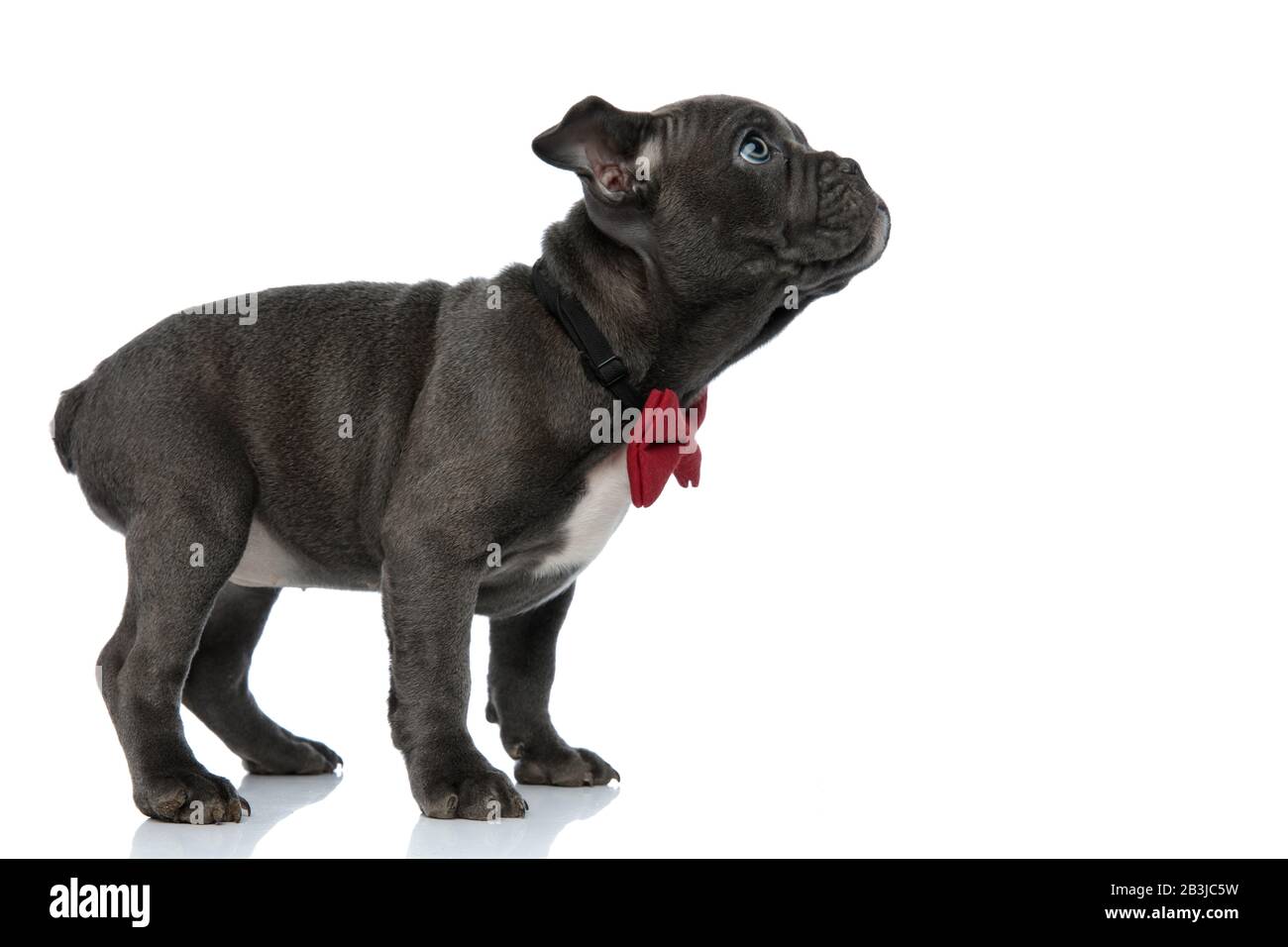 side view of cute american bully looking up and wearing red bowtie ...
