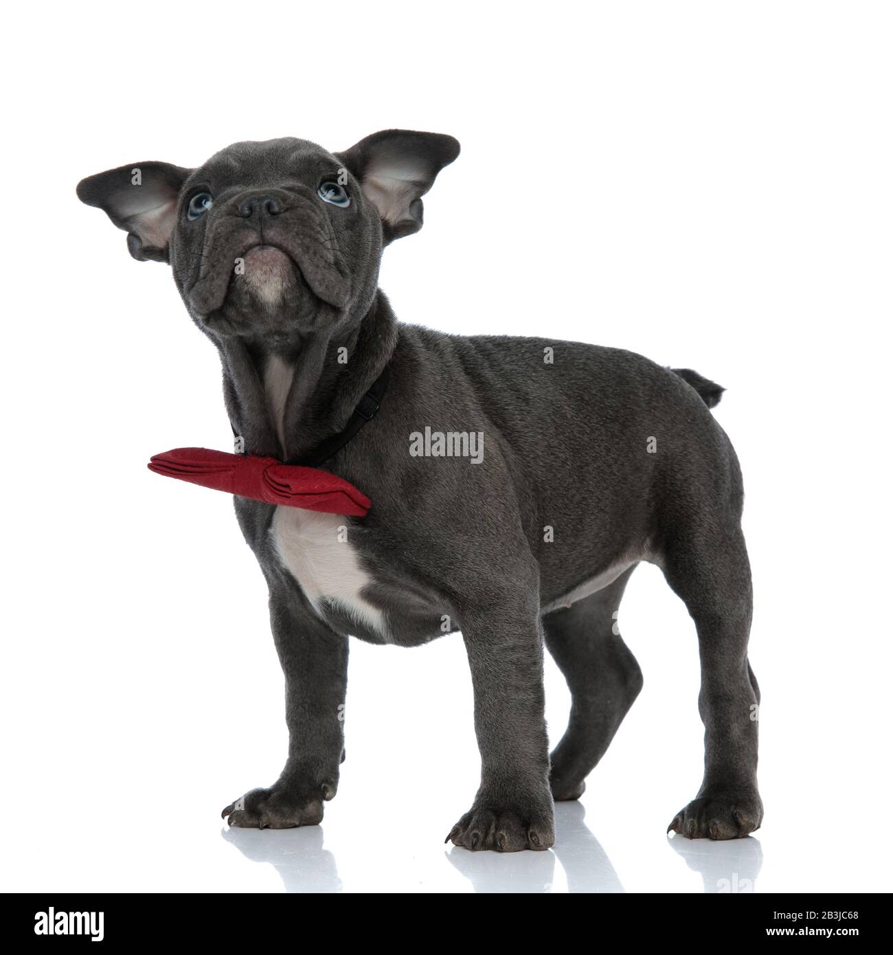 cute american bully wearing a red bowtie, looking up and standing ...