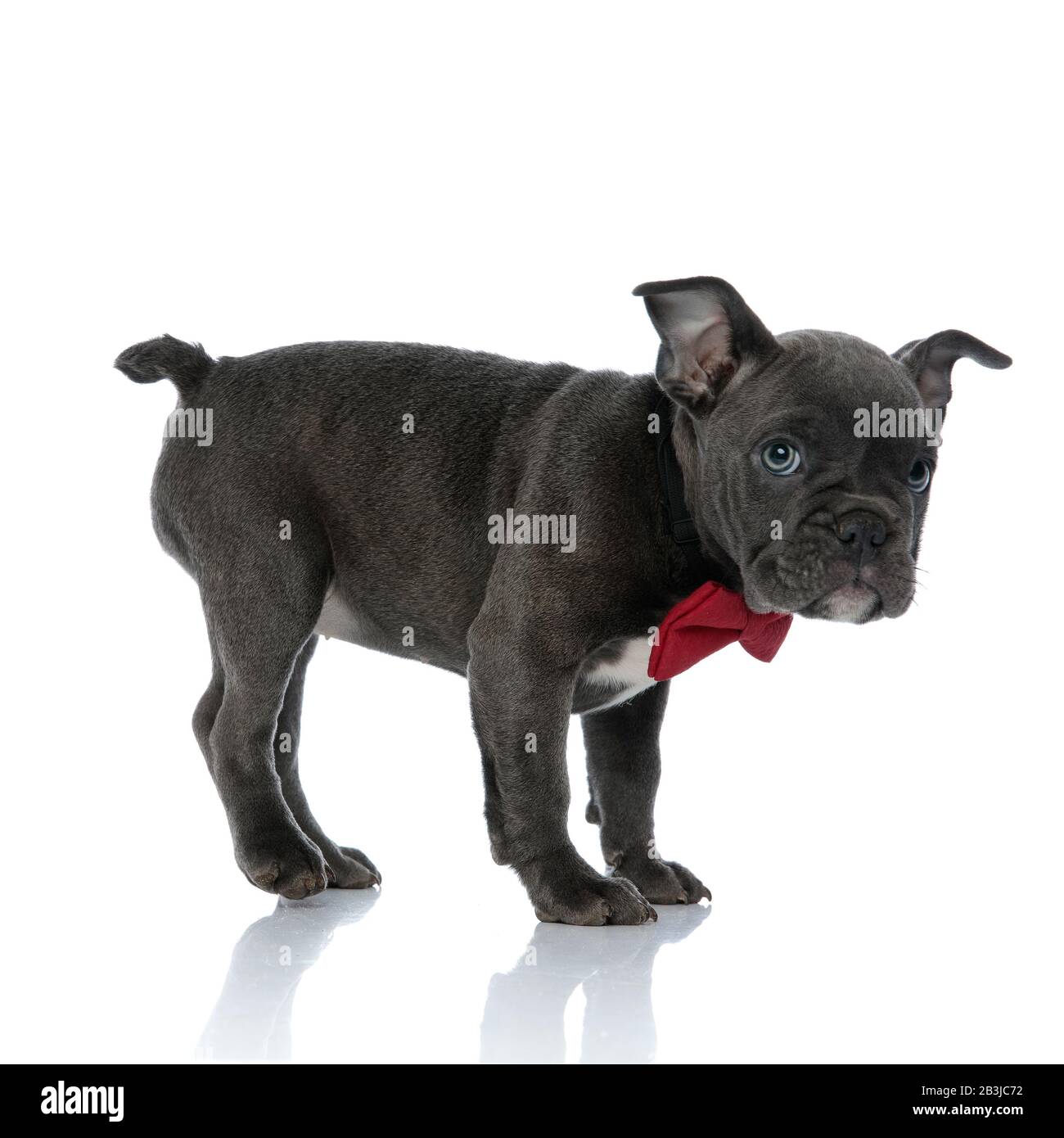 side view of american bully wearing red bowtie, looking side and ...