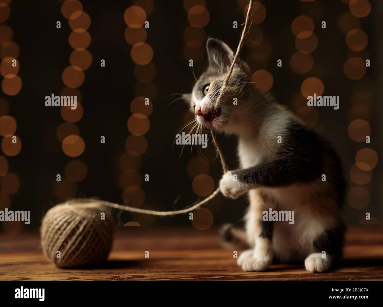 lovely Metis cat with gray white fur is sitting and biting a ball of thread on gray studio ...