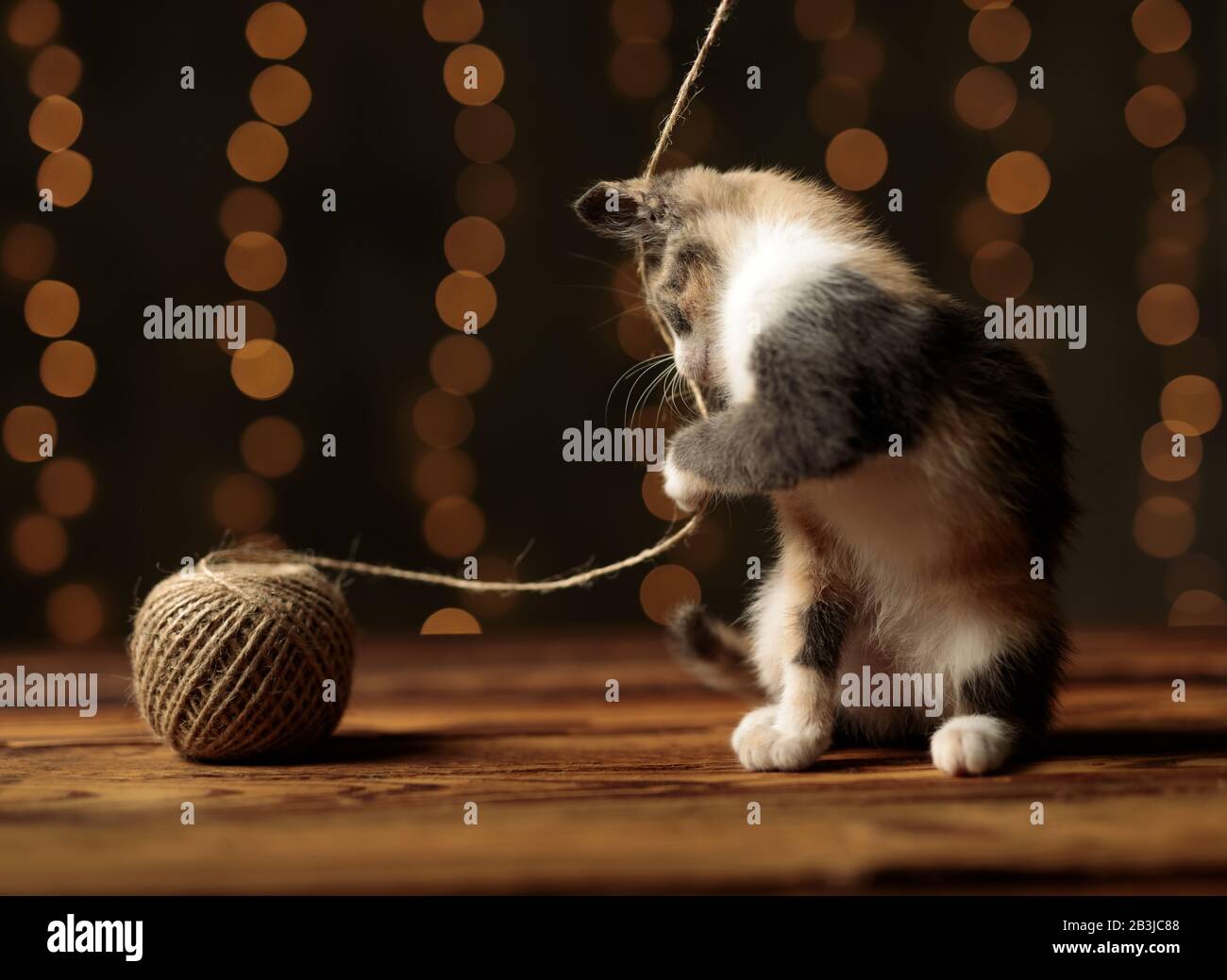 cute Metis cat with gray white fur is sitting and pulling to a side a ...