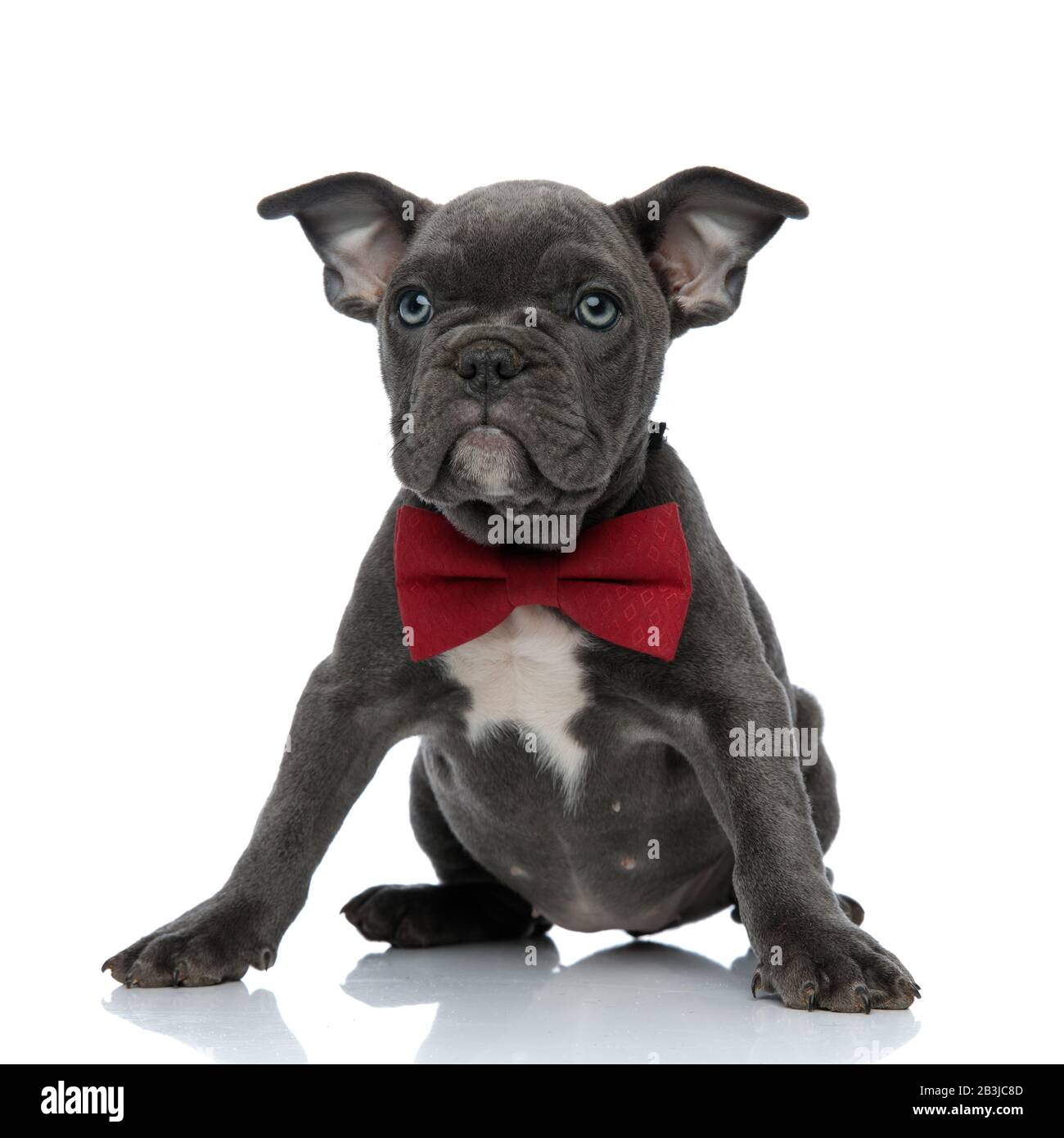 cute american bully wearing red bowtie, looking up and sitting isolated ...