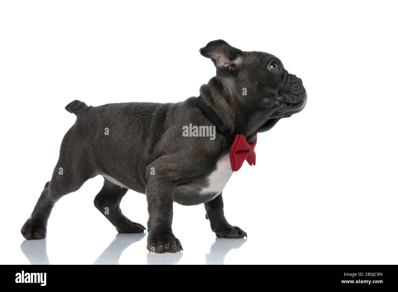 side view of cute american bully wearing red bowtie, walking and ...