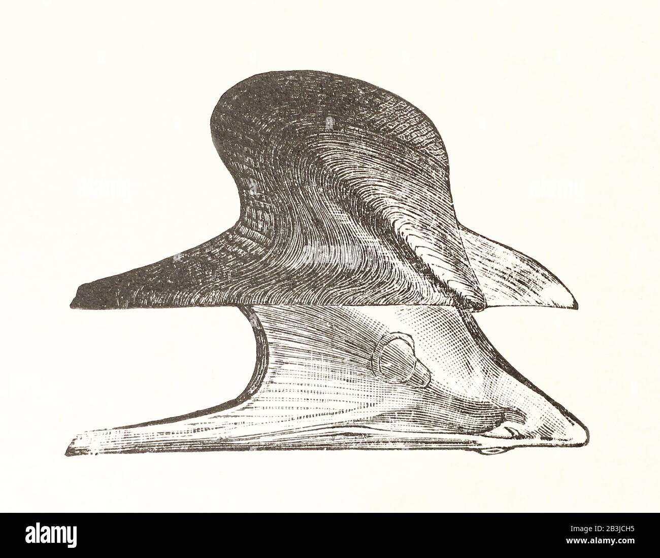 Mollusc - Avicula Semisagitta Stock Photo - Alamy