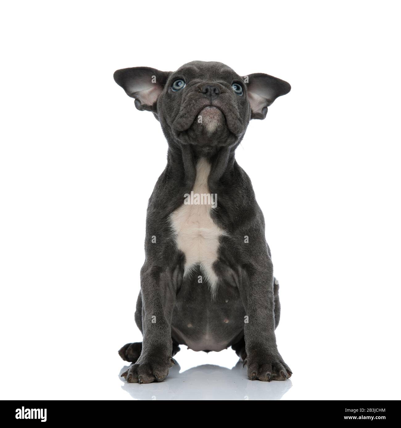 cute american bully looking up and sitting isolated on white background ...