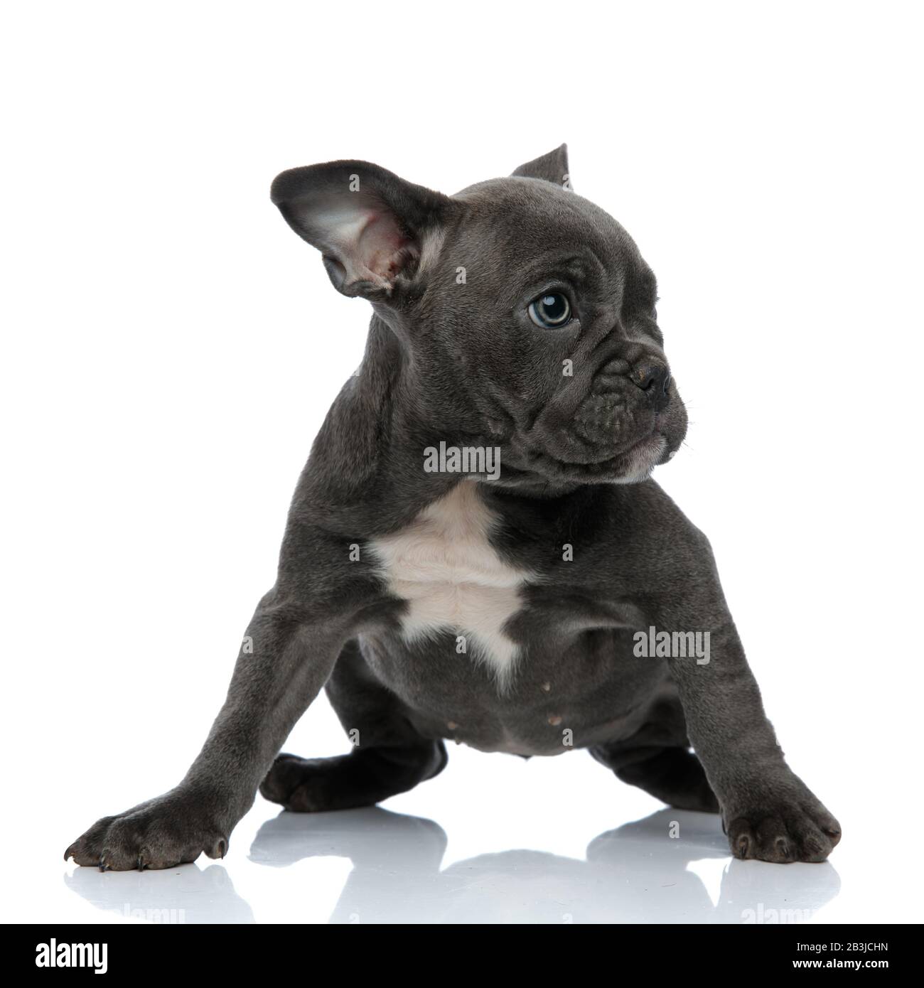 beautiful american bully looking to side and sitting isolated on white ...