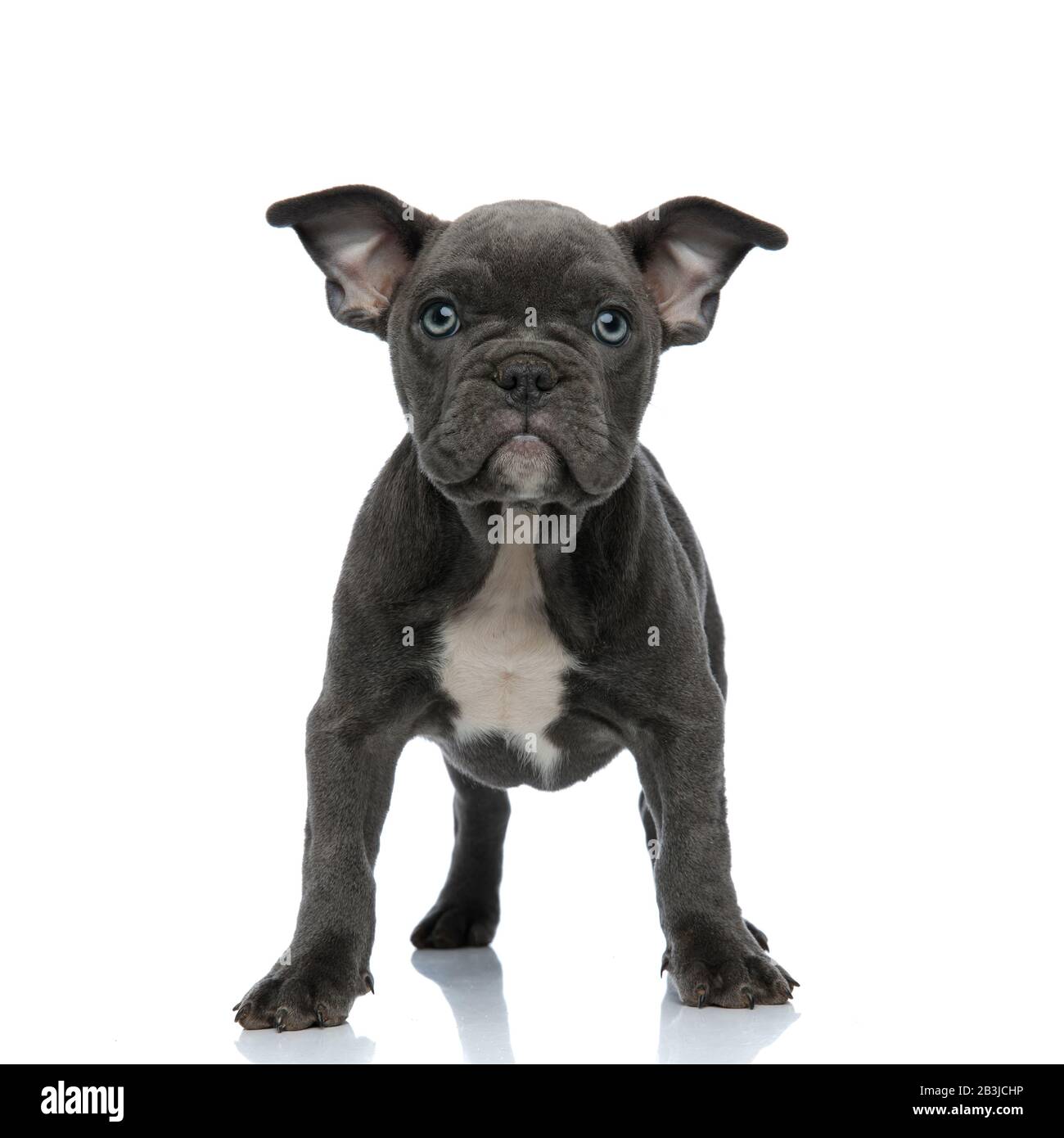 beautiful american bully standing isolated on white background, full ...