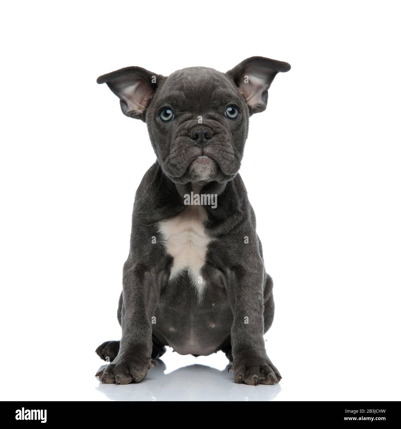adorable american bully sitting isolated on white background, full body ...