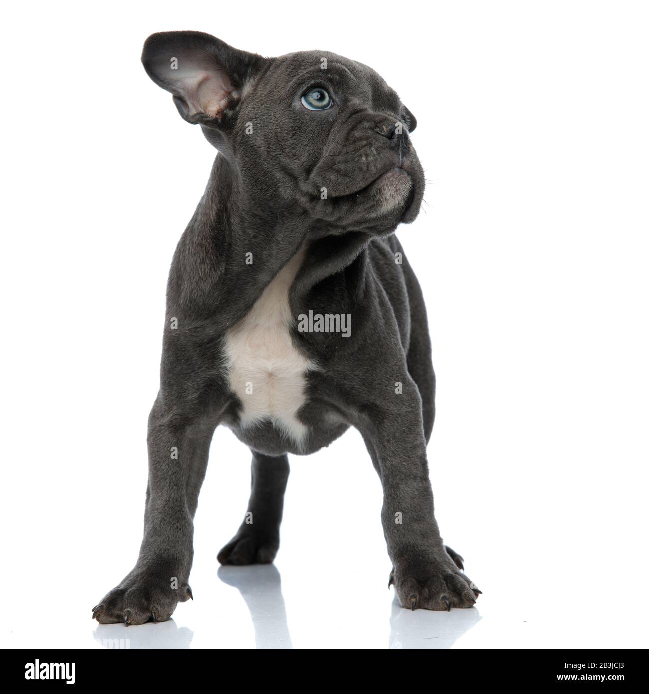 cute american bully looking up side and standing isolated on white ...