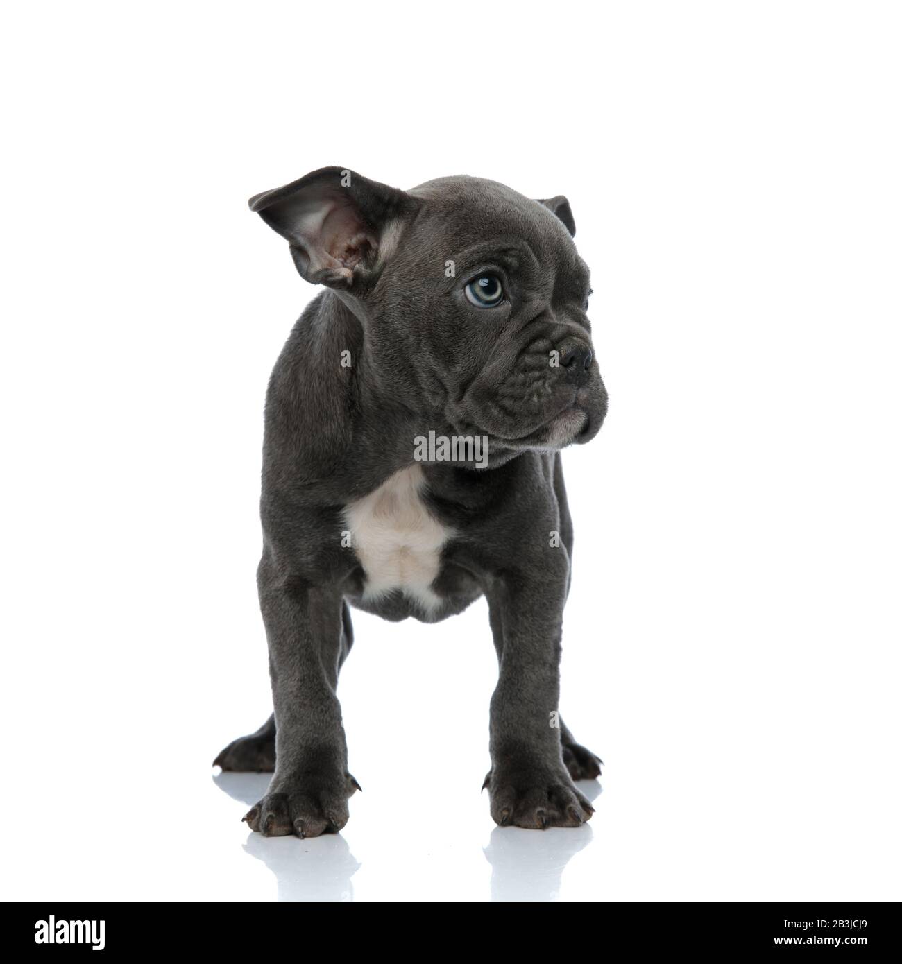 beautiful american bully looking to side and standing isolated on white ...