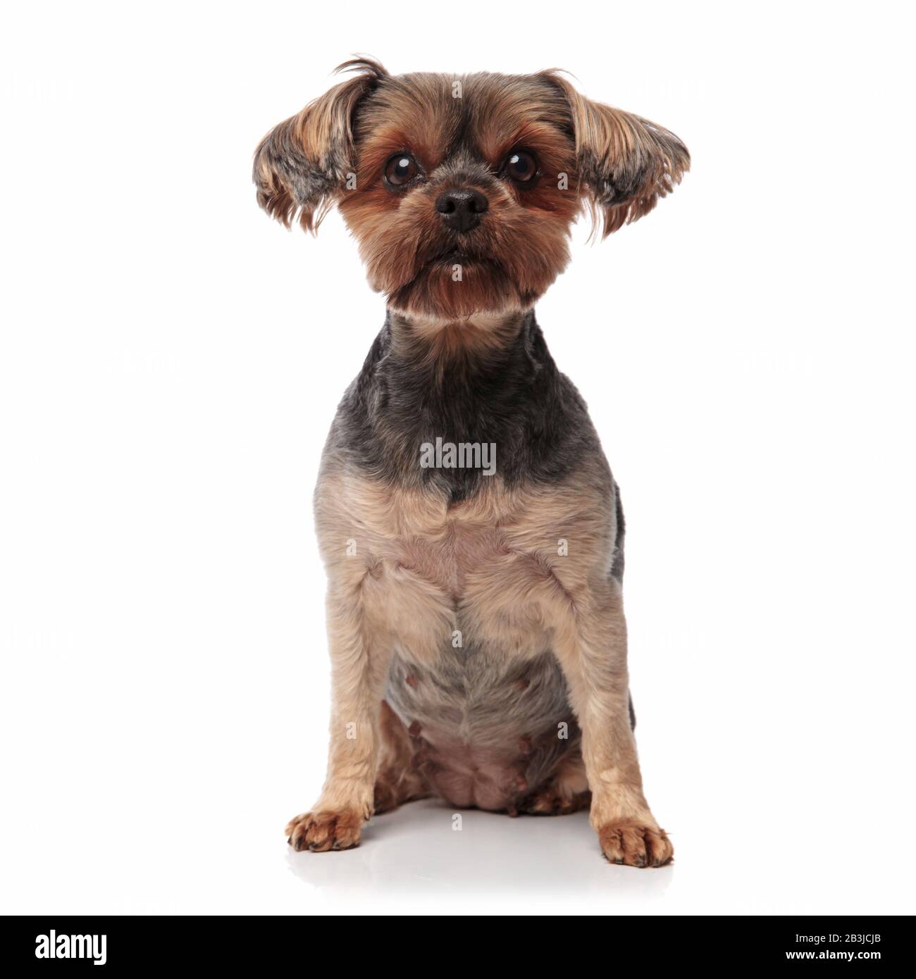 adorable yorkshire terrier looking up and sitting isolated on white ...