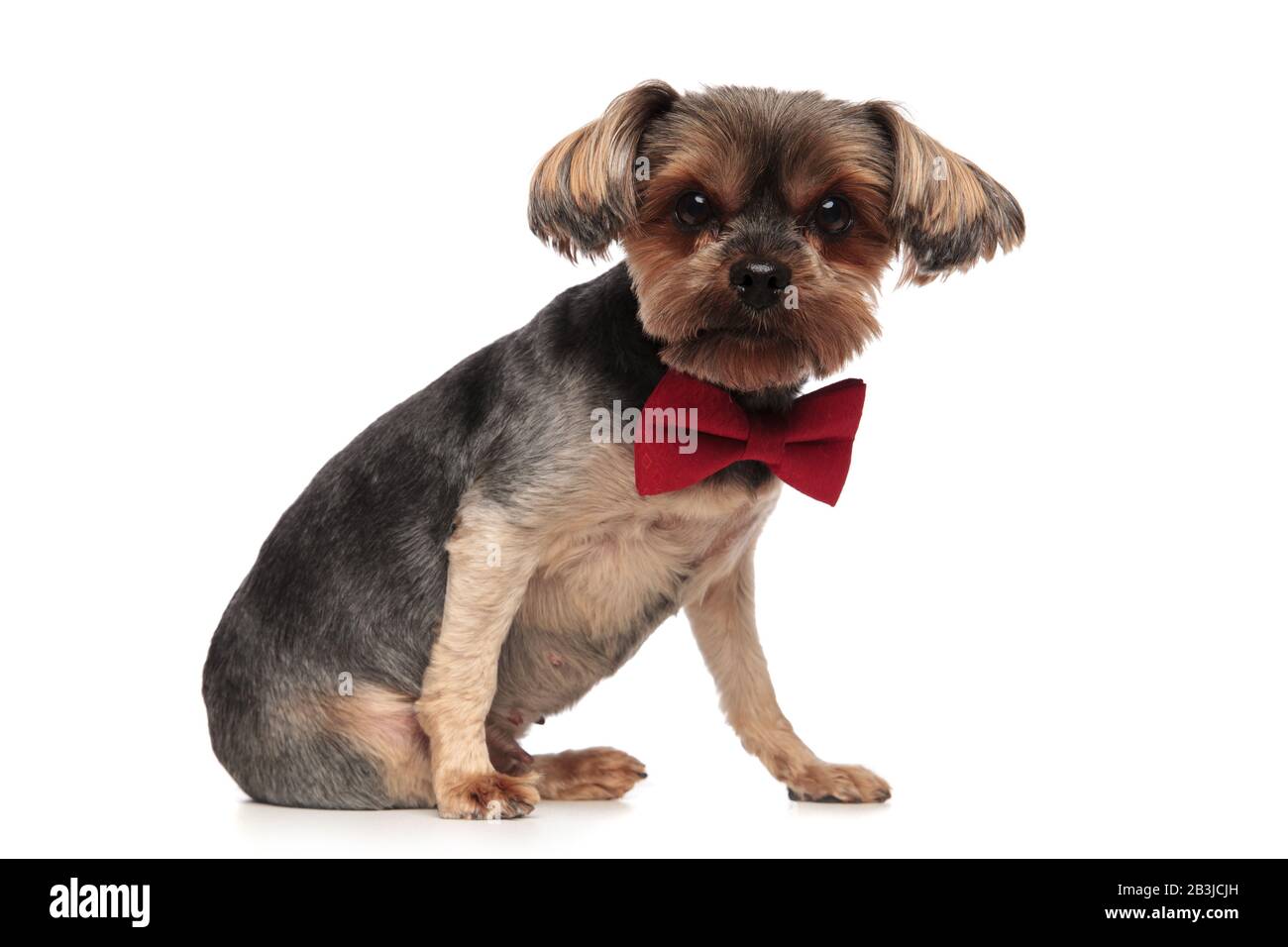 side view of cute yorkshire terrier wearing a red bowtie, sitting ...