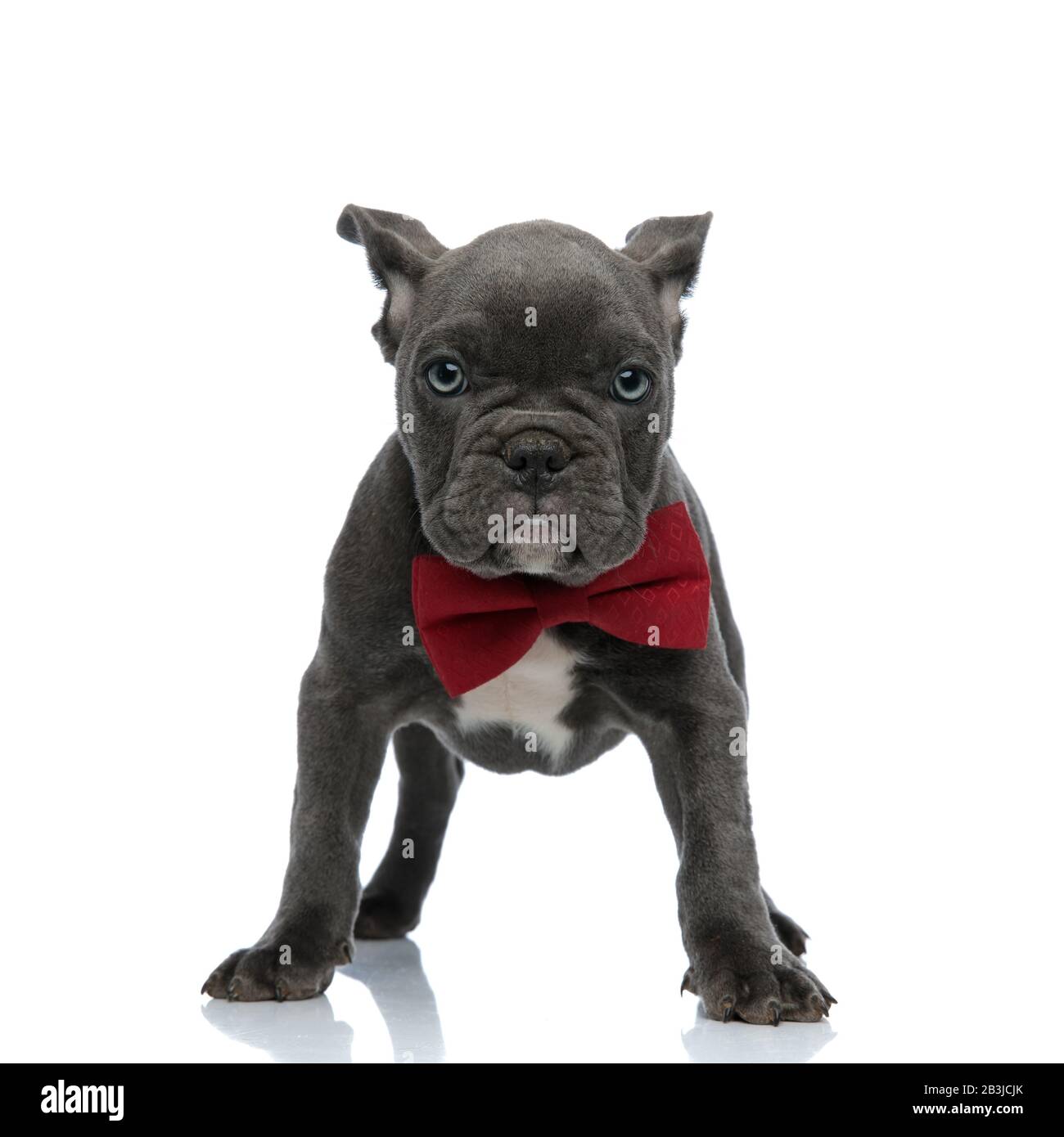 cute american bully wearing a red bowtie, standing isolated on white ...