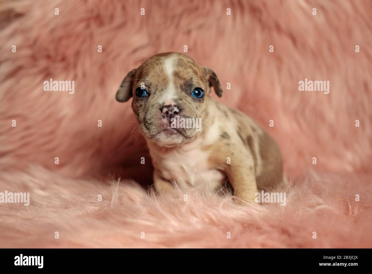 front view of a dog standing and looking with a cute yet sad expression ...