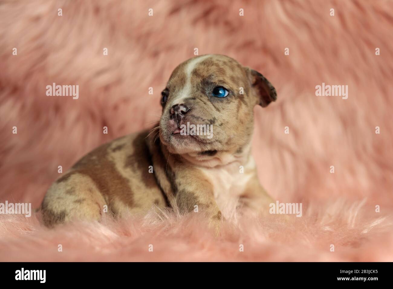 Distorted dog head hi-res stock photography and images - Alamy