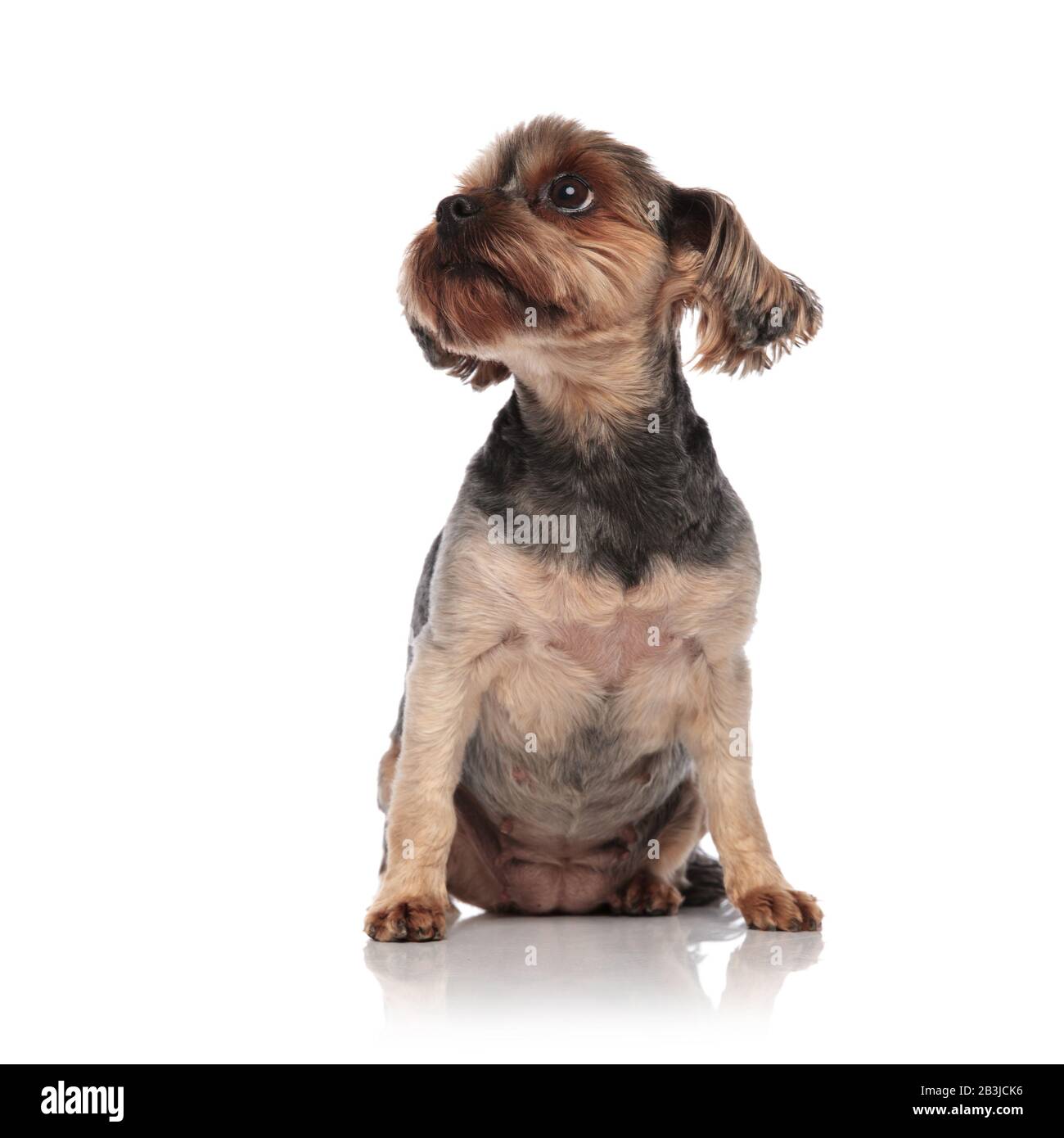 adorable yorkshire terrier looking up side, sitting isolated on white ...