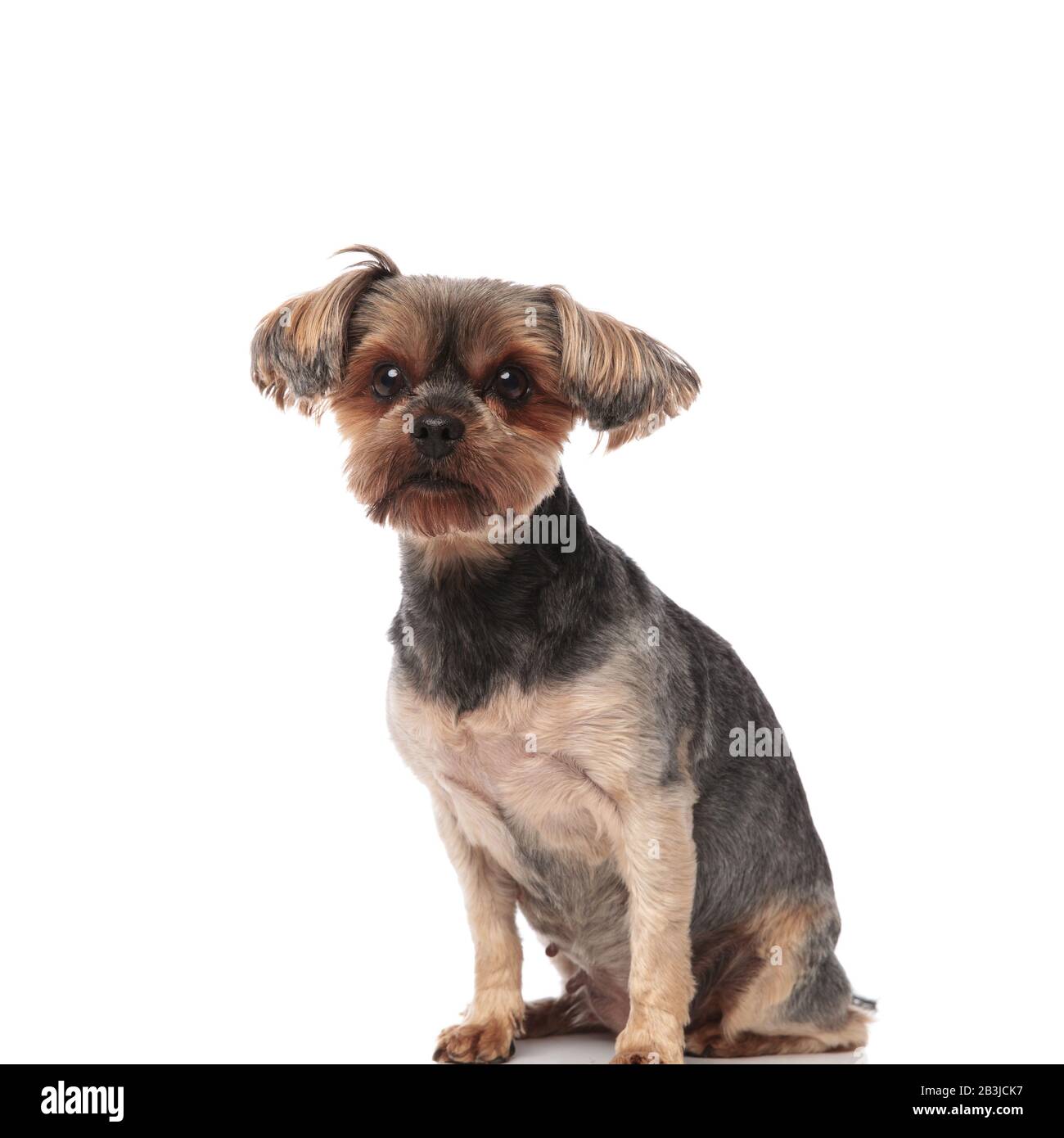 side view of adorable yorkshire terrier looking to side and sitting ...