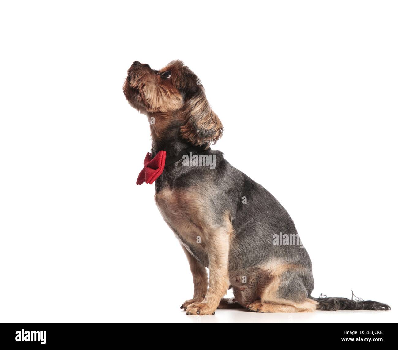 side view of adorable yorkshire terrier looking up, sitting isolated on ...