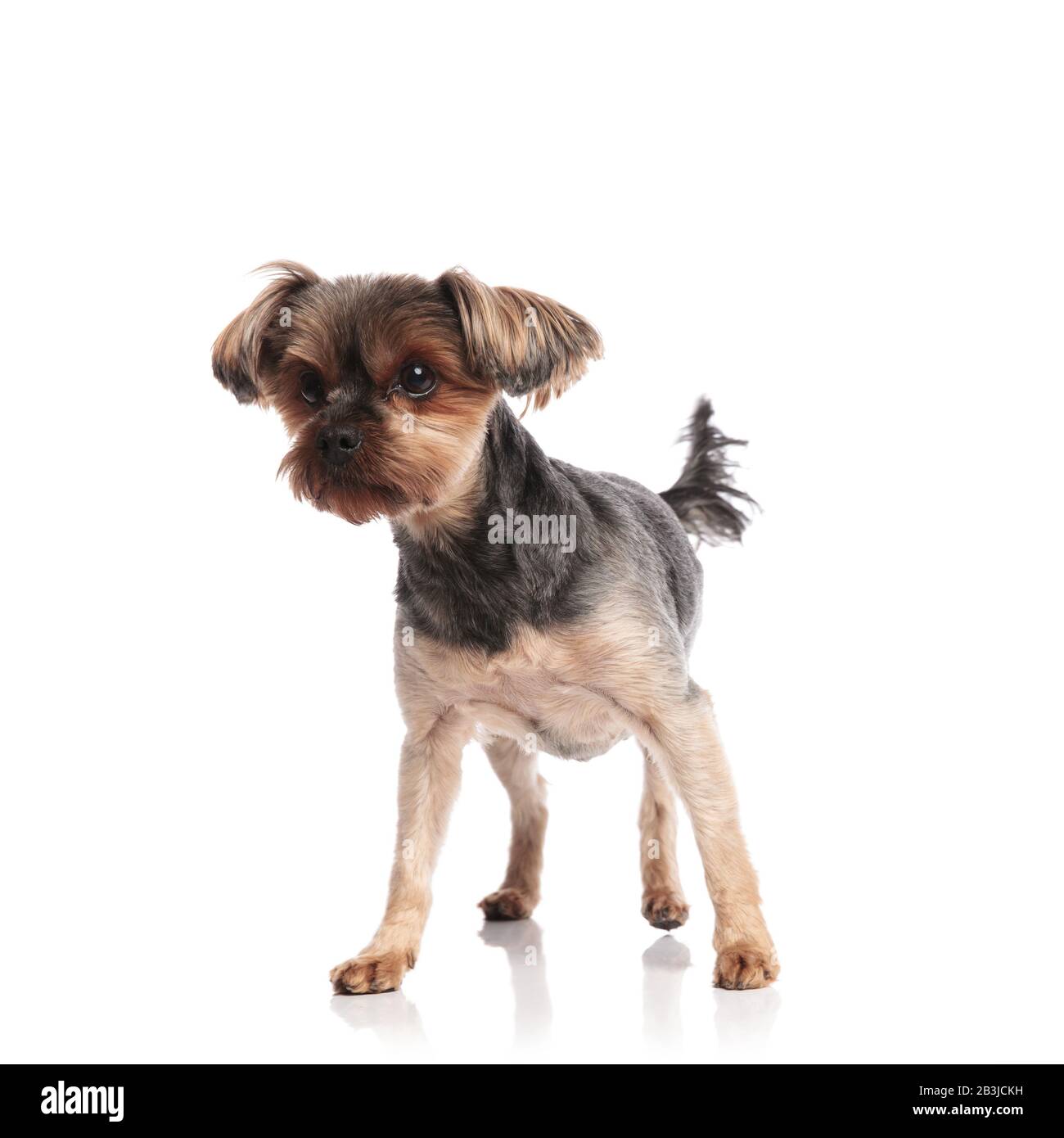 side view of cute yorkshire terrier standing isolated on white ...