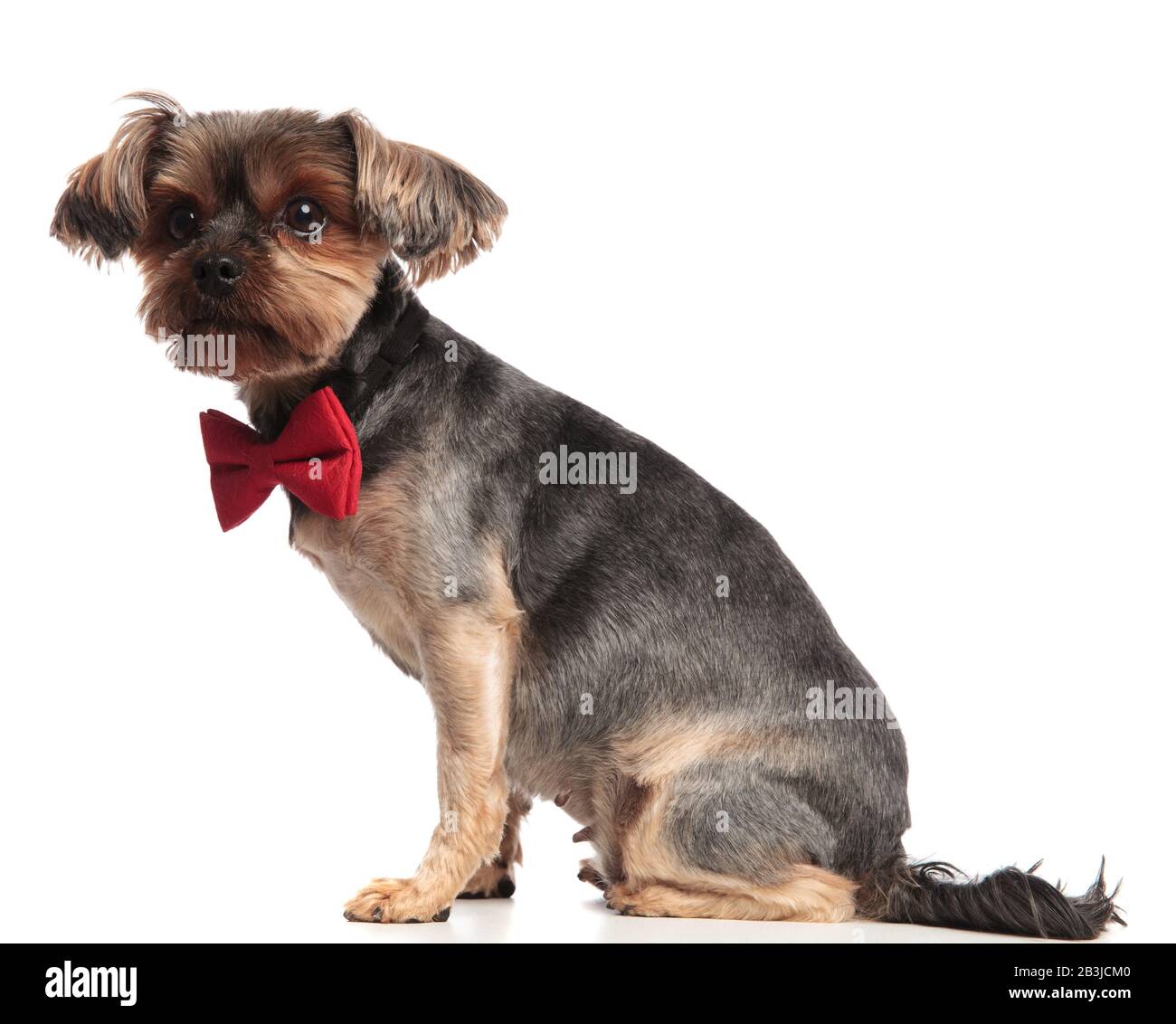 side view of cute yorkshire terrier wearing a red bowtie, looking to ...