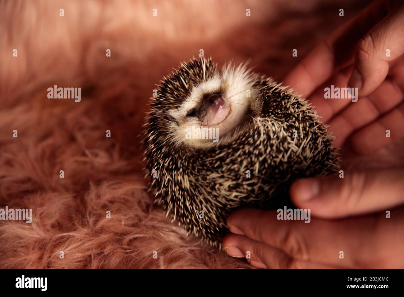 adorable tiny hedgehog laying down on it's back and cuddling while held ...