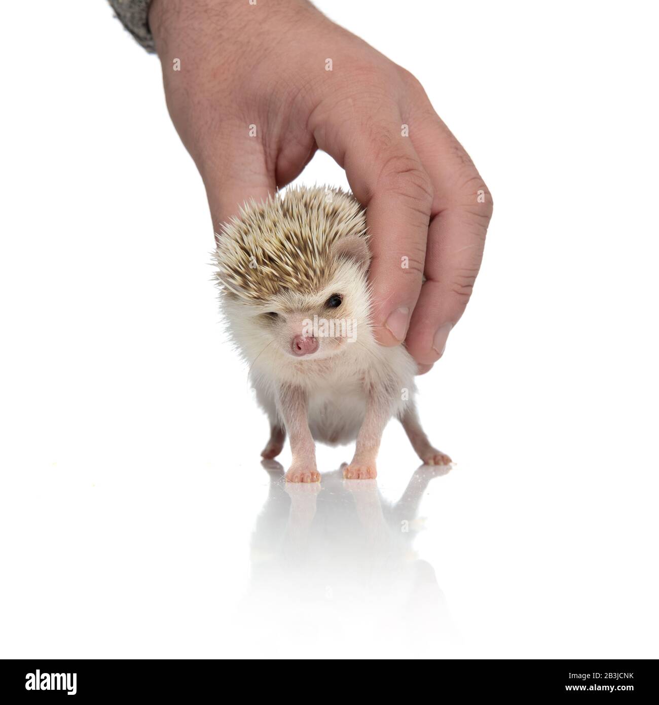 Angry Hedgehog
