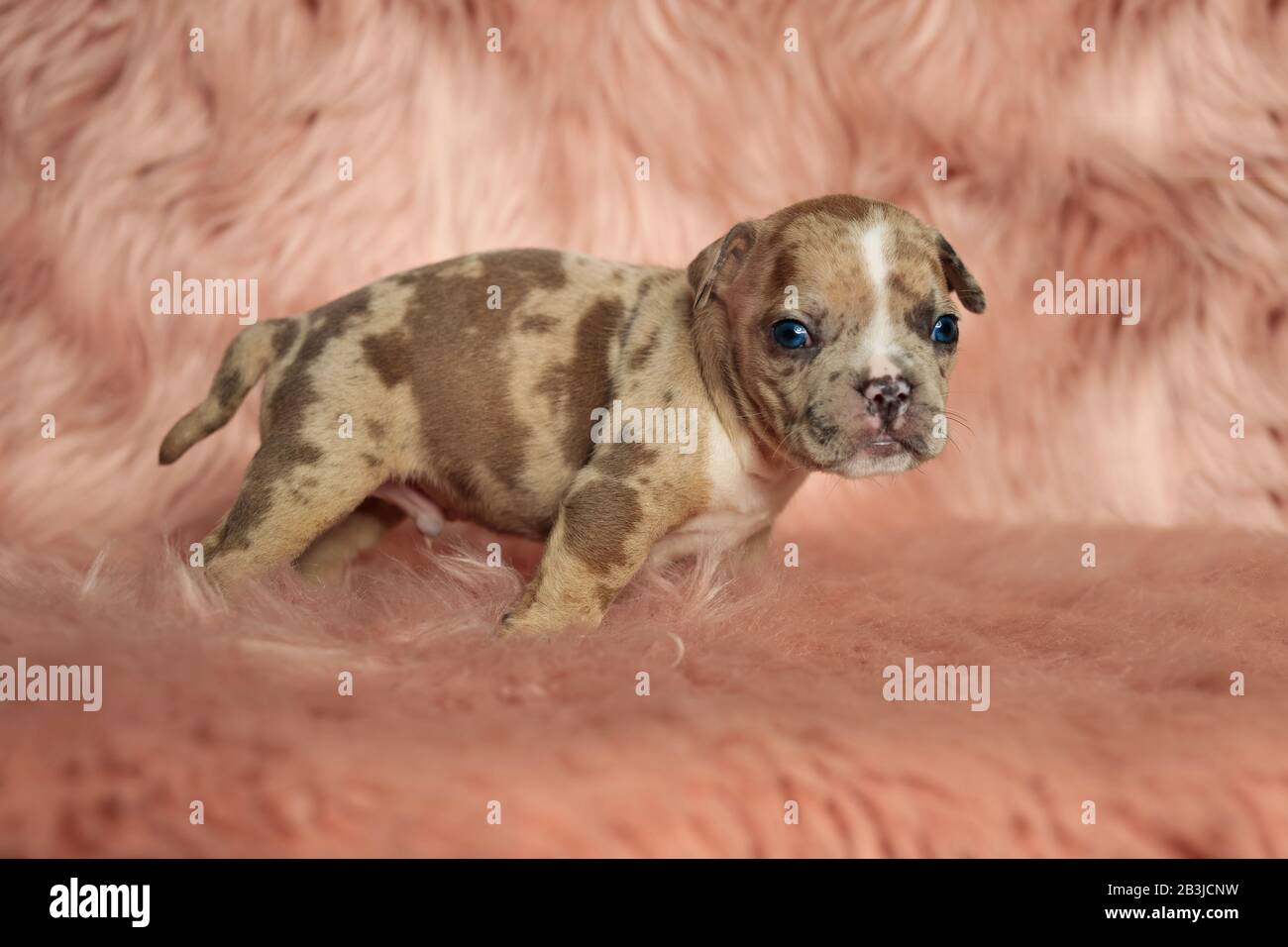 Distorted Dog Head High Resolution Stock Photography and Images - Alamy