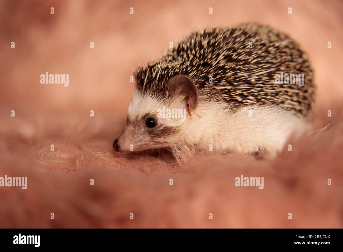 side view of a sweet tiny hedgehog standing and looking away with shy ...