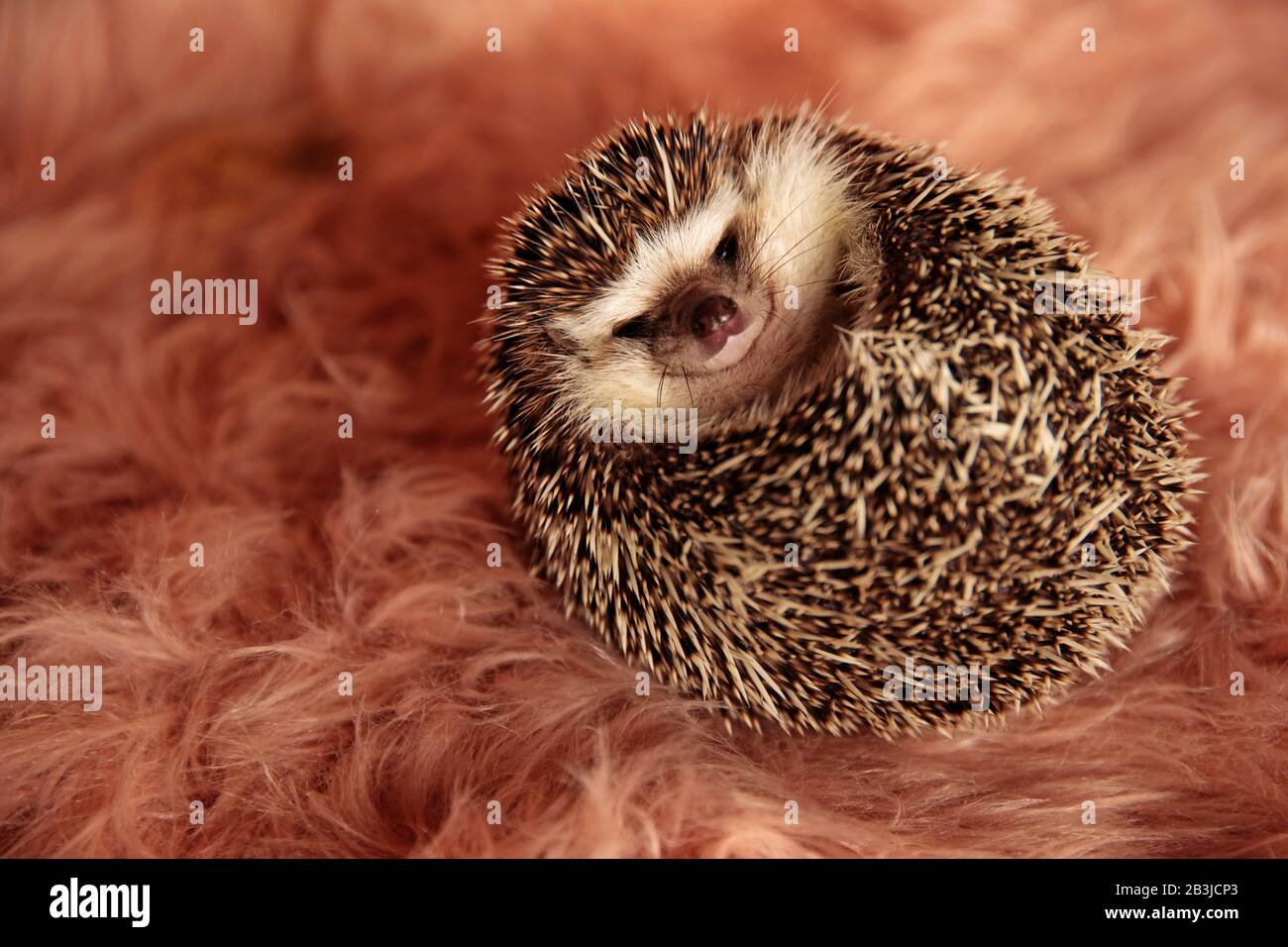 beautiful little hedgehog laying down on it's back and cuddling in a ...