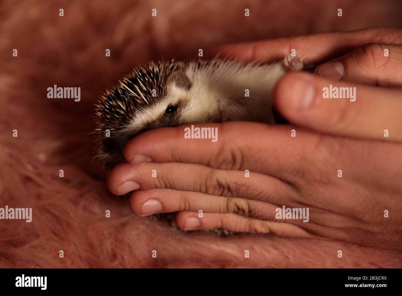 charming tiny hedgehog laying down,cuddling and playfully hiding in a ...
