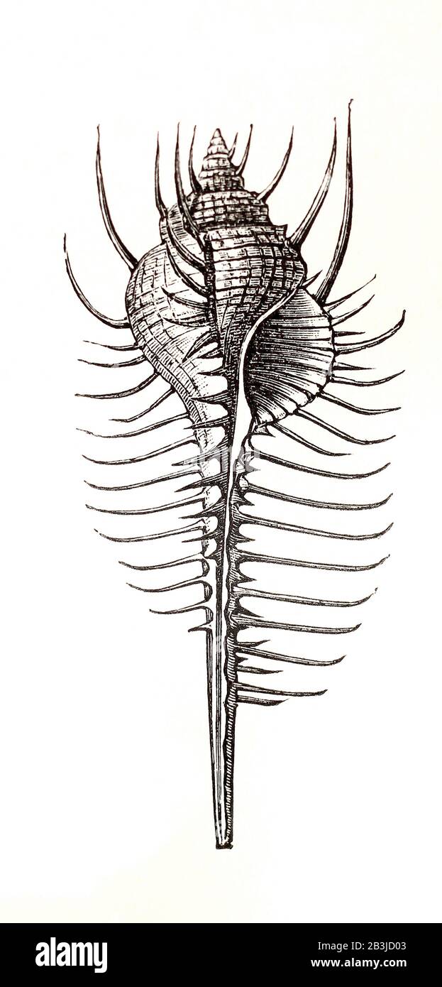 Murex Mollusc Shell High Resolution Stock Photography and Images - Alamy