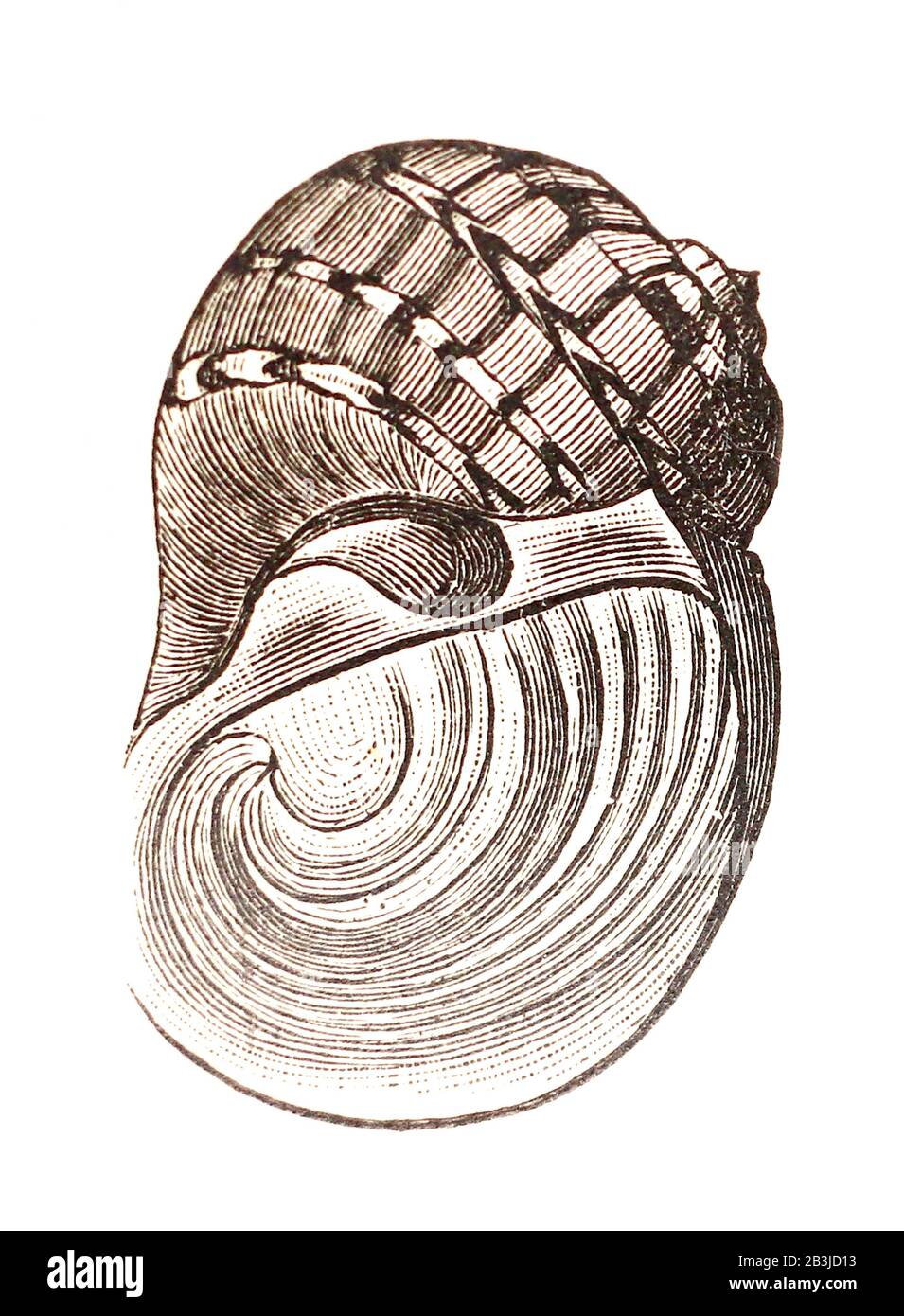 Mollusc - Natica Canrena Stock Photo - Alamy