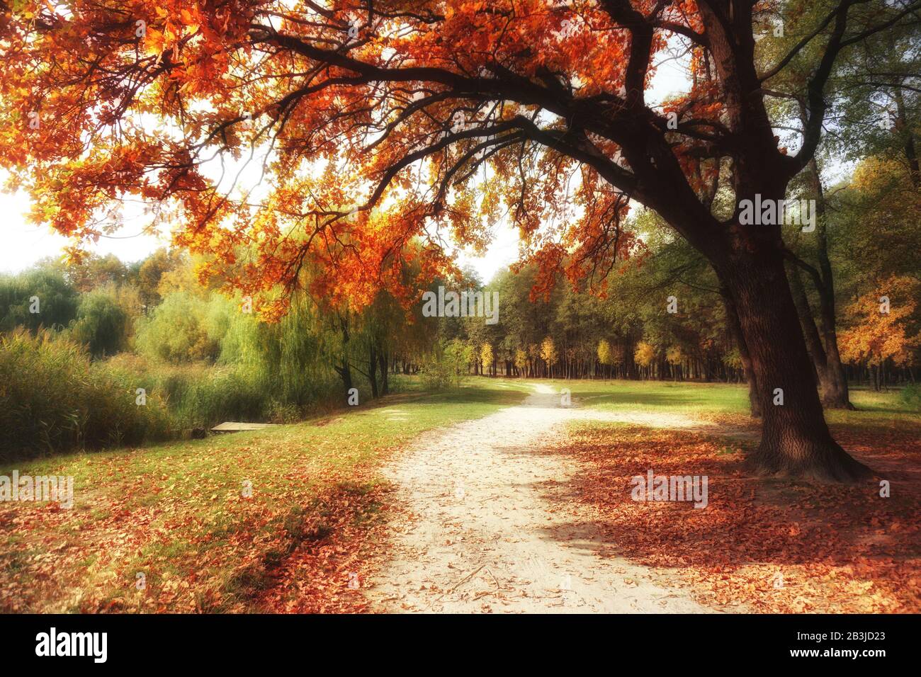 Fall landscape. Path leading through the autumn park under a large oak ...
