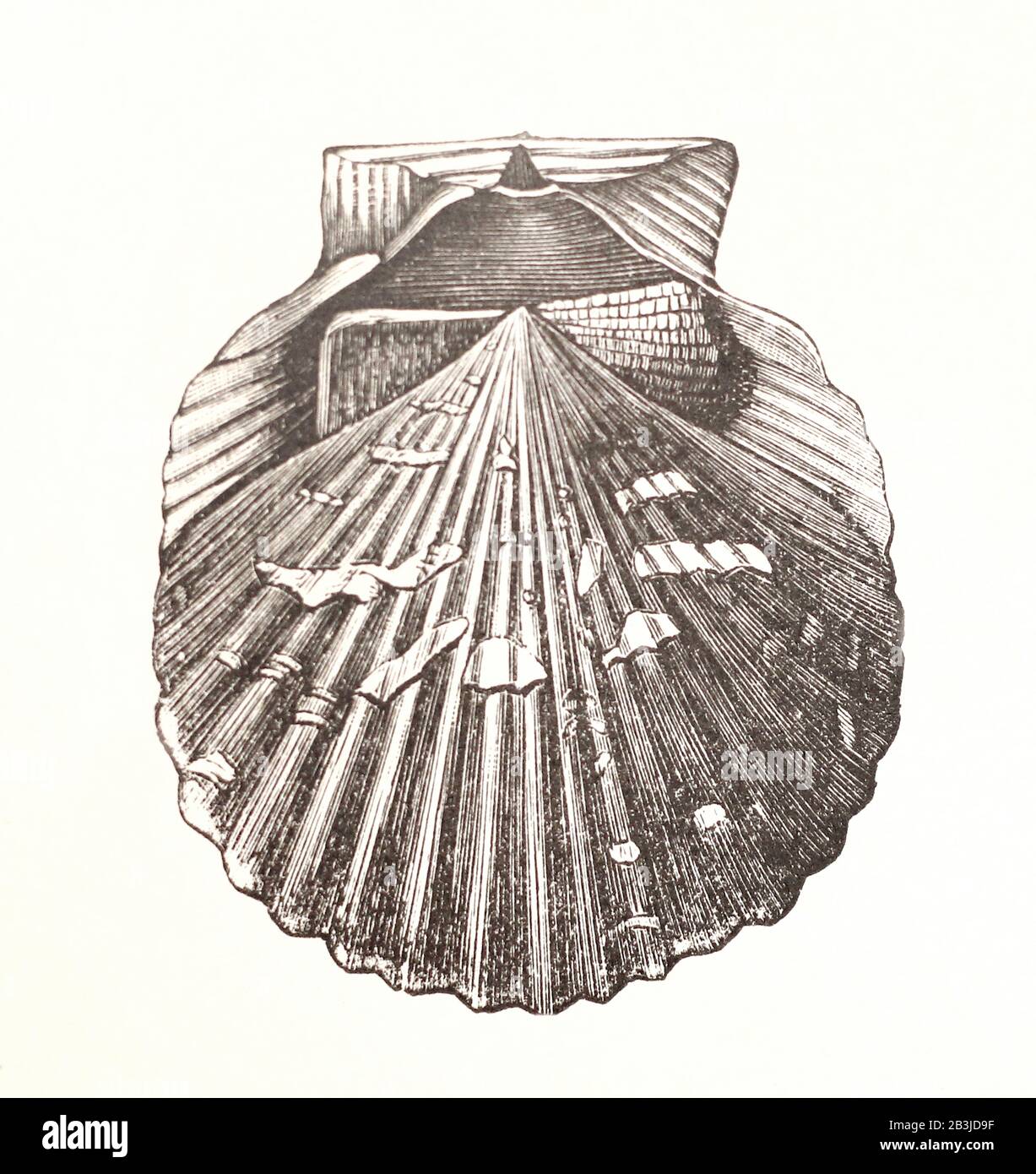 Mollusc - Pecten Opercularis Stock Photo - Alamy