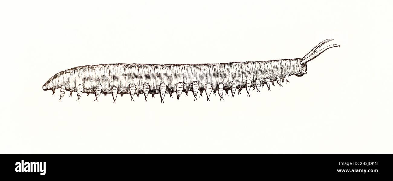 Peripatus capensis Cut Out Stock Images & Pictures - Alamy