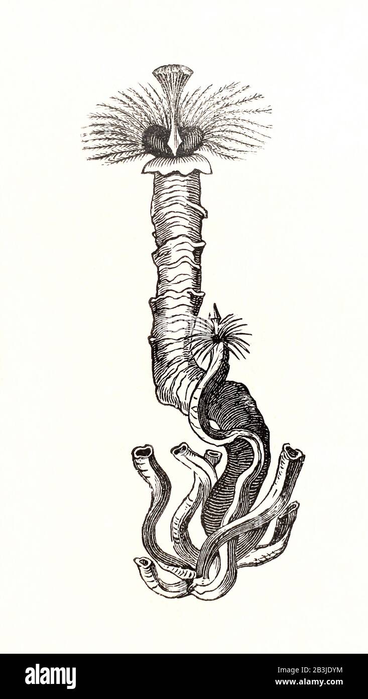 Archival photo wildlife hi-res stock photography and images - Alamy