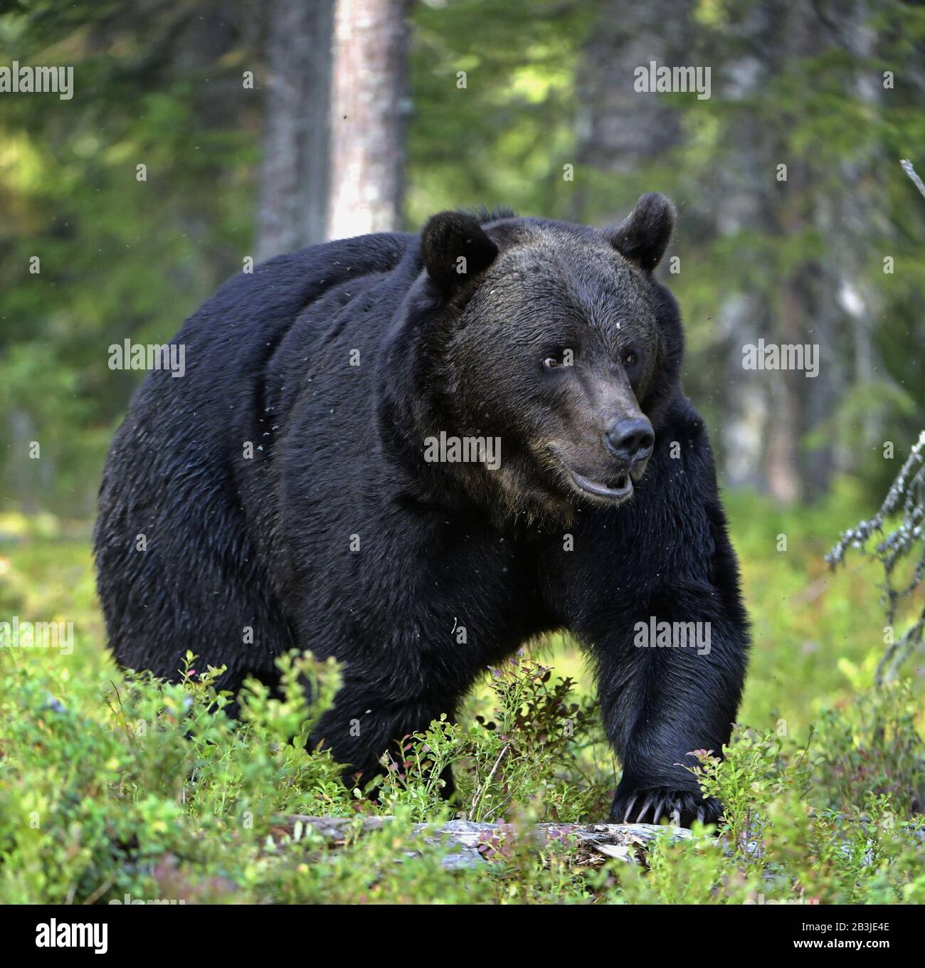 Brown bear in the summer forest. Front view. Green forest natural ...