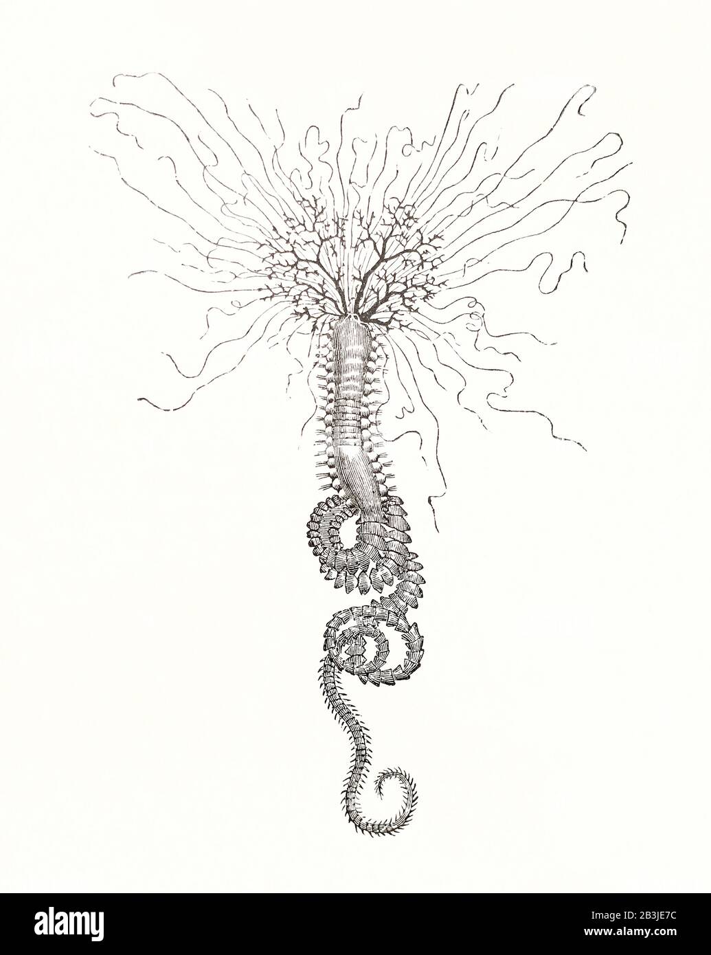 Terebella High Resolution Stock Photography and Images - Alamy