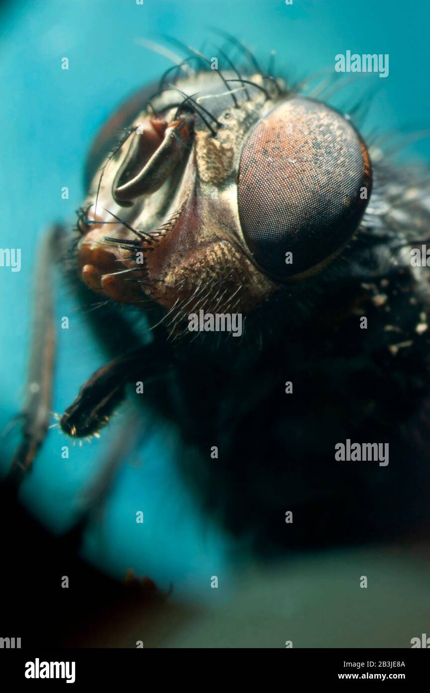 Microscopic view eye fly hi-res stock photography and images - Alamy