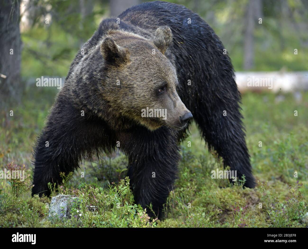 Brown bear in the summer forest. Green forest natural background ...