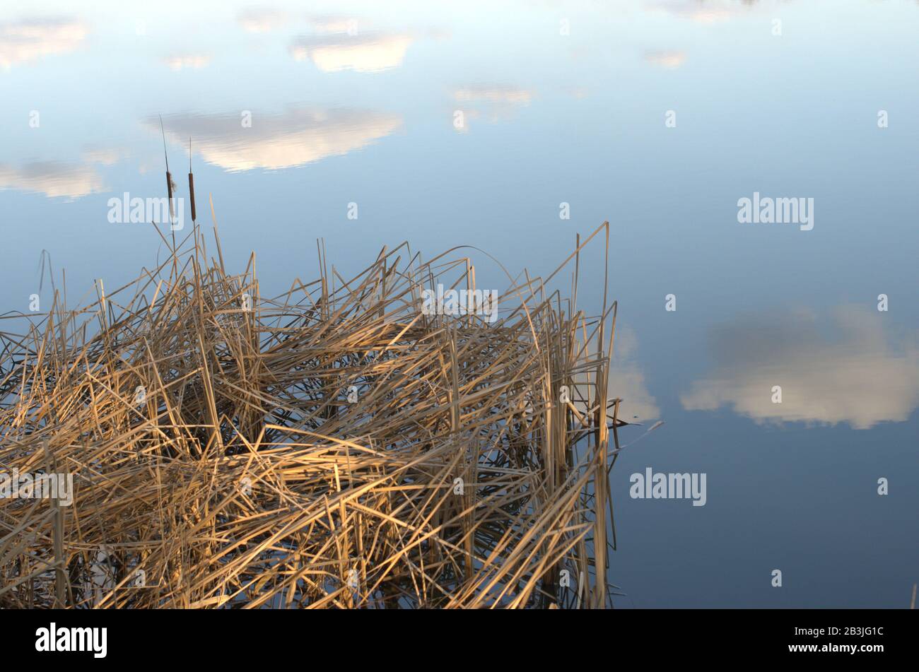Early spring landscape with dry reeds, blue sky and white clouds ...