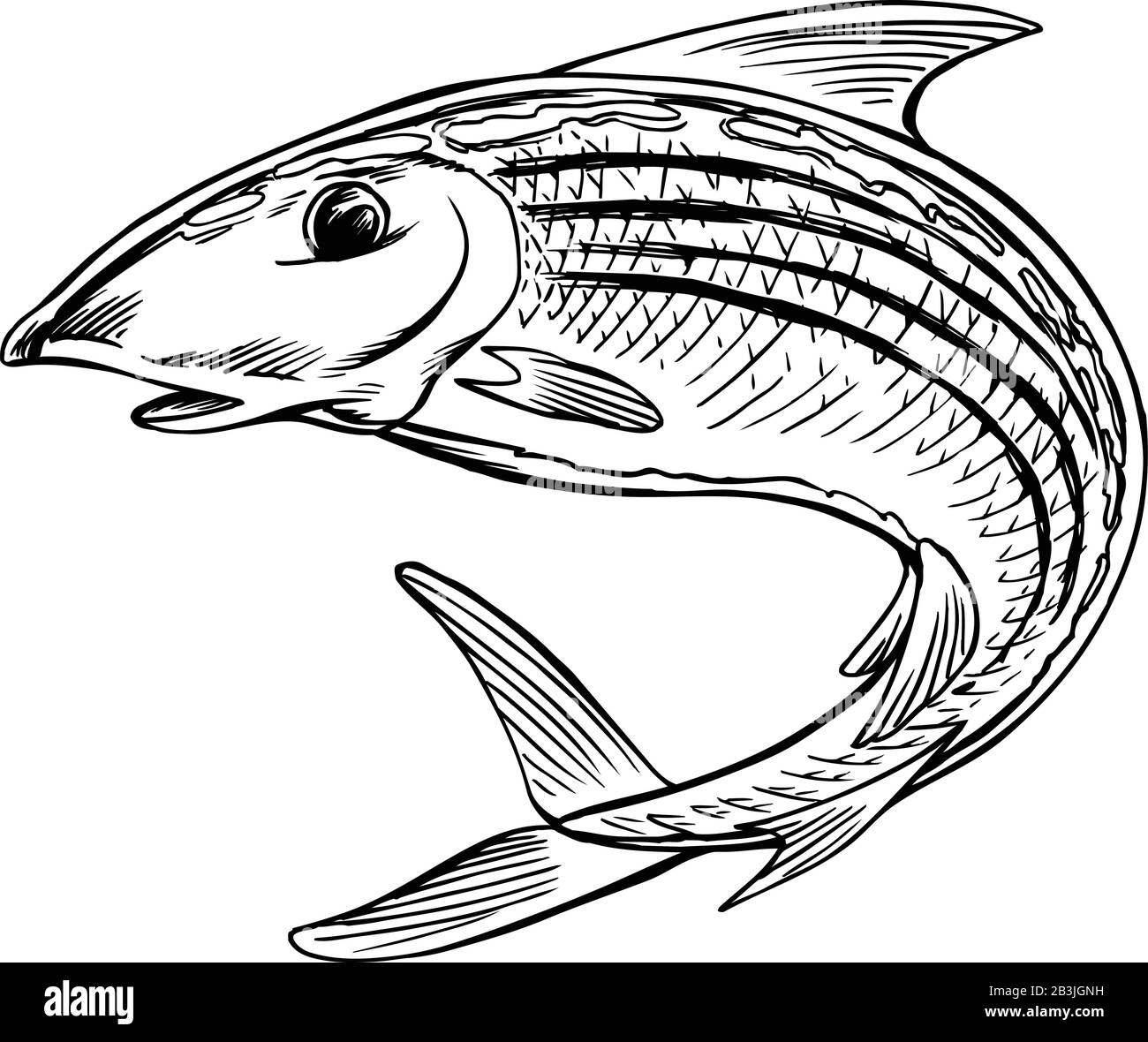 Bonefish Jumping Cartoon Vector Illustration Stock Vector Image & Art ...