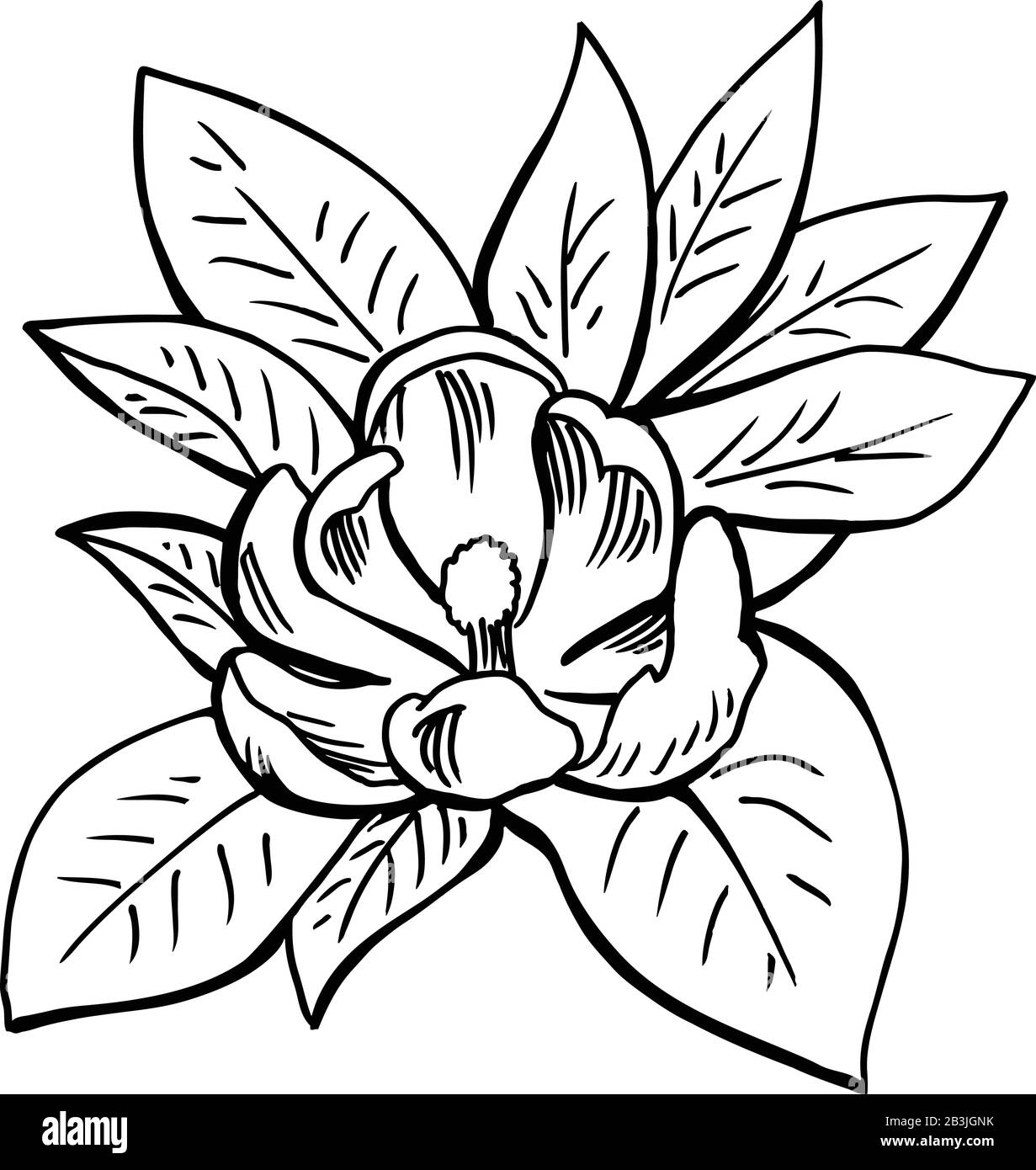 Vector flower magnolia in Black and White Stock Photos & Images - Alamy