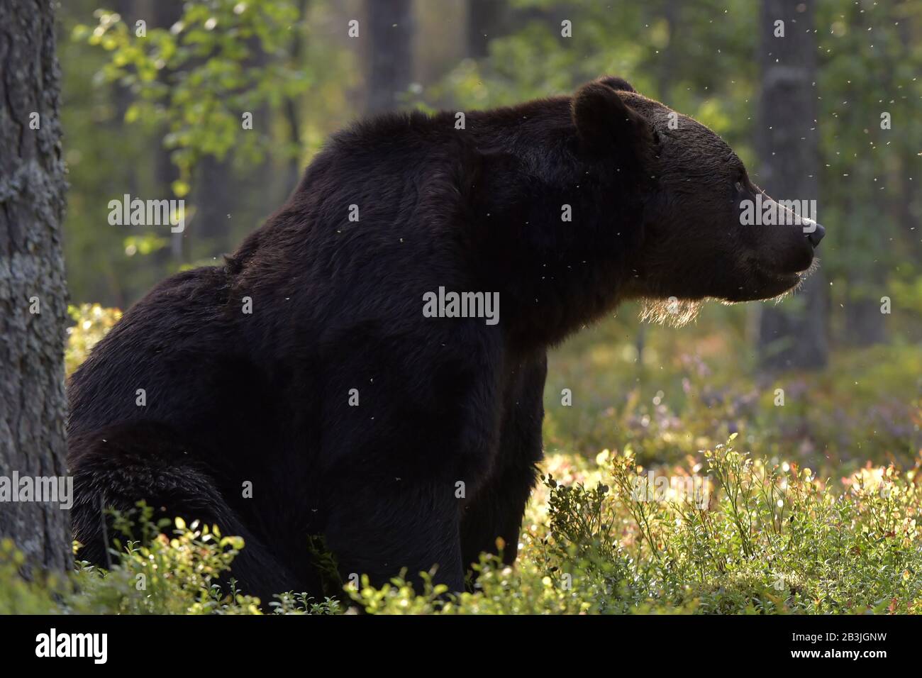 Brown bear in the summer forest at sunset. Green forest natural ...
